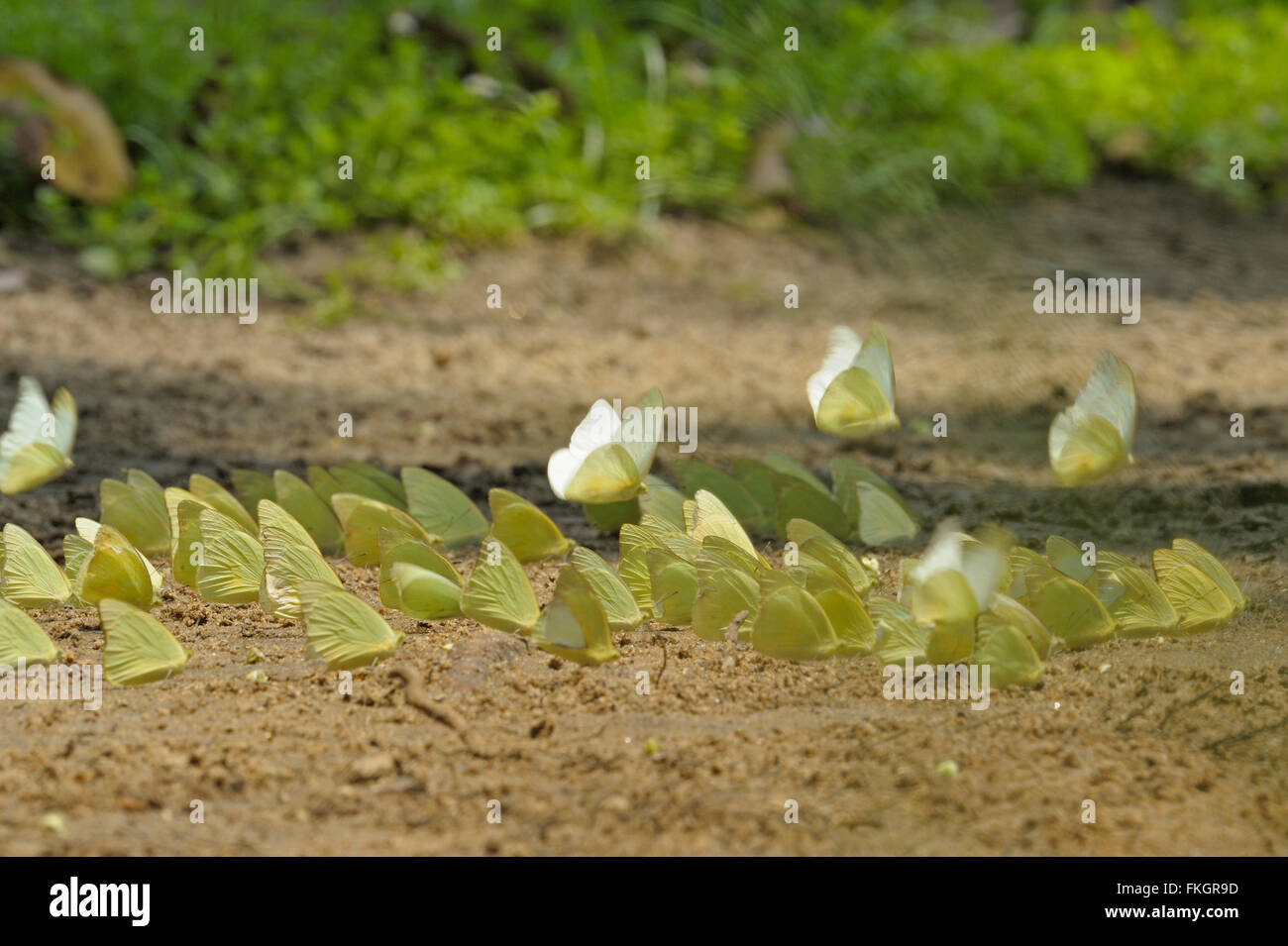 The common emigrant or lemon emigrant hi-res stock photography and ...
