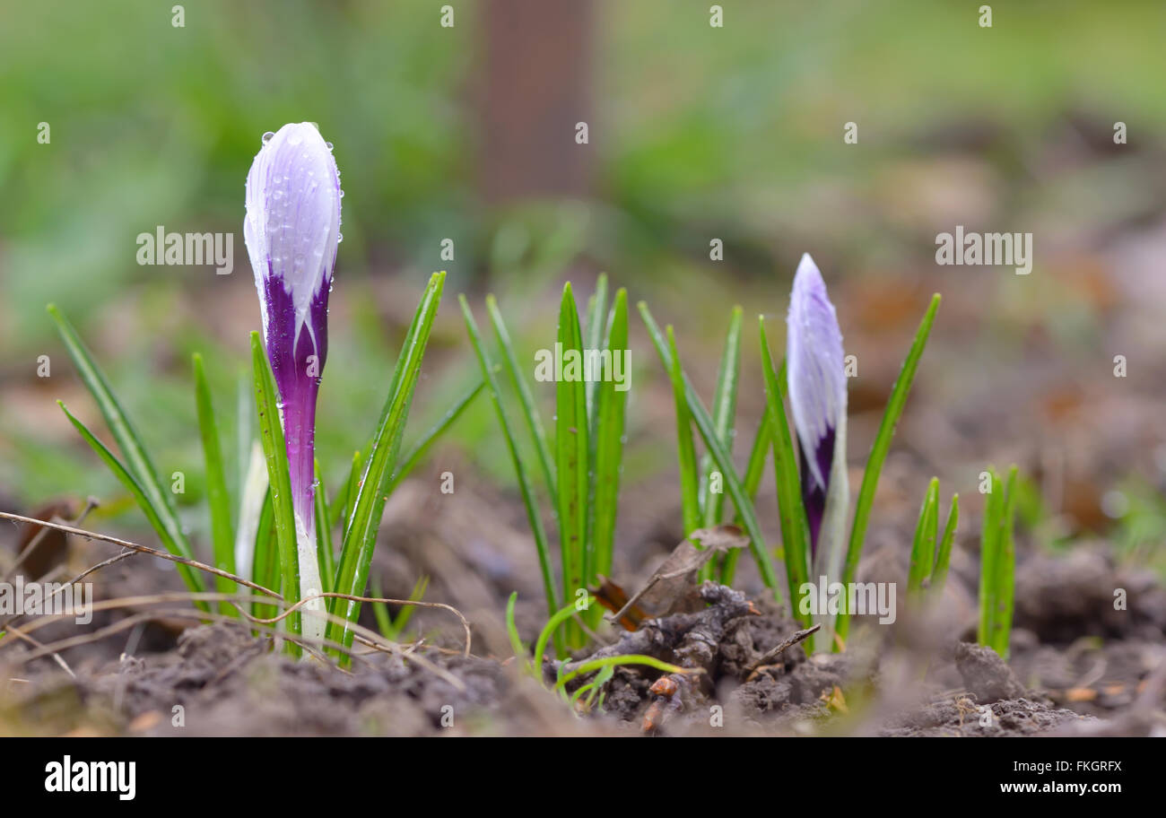 spring crocus flower in garden Stock Photo - Alamy
