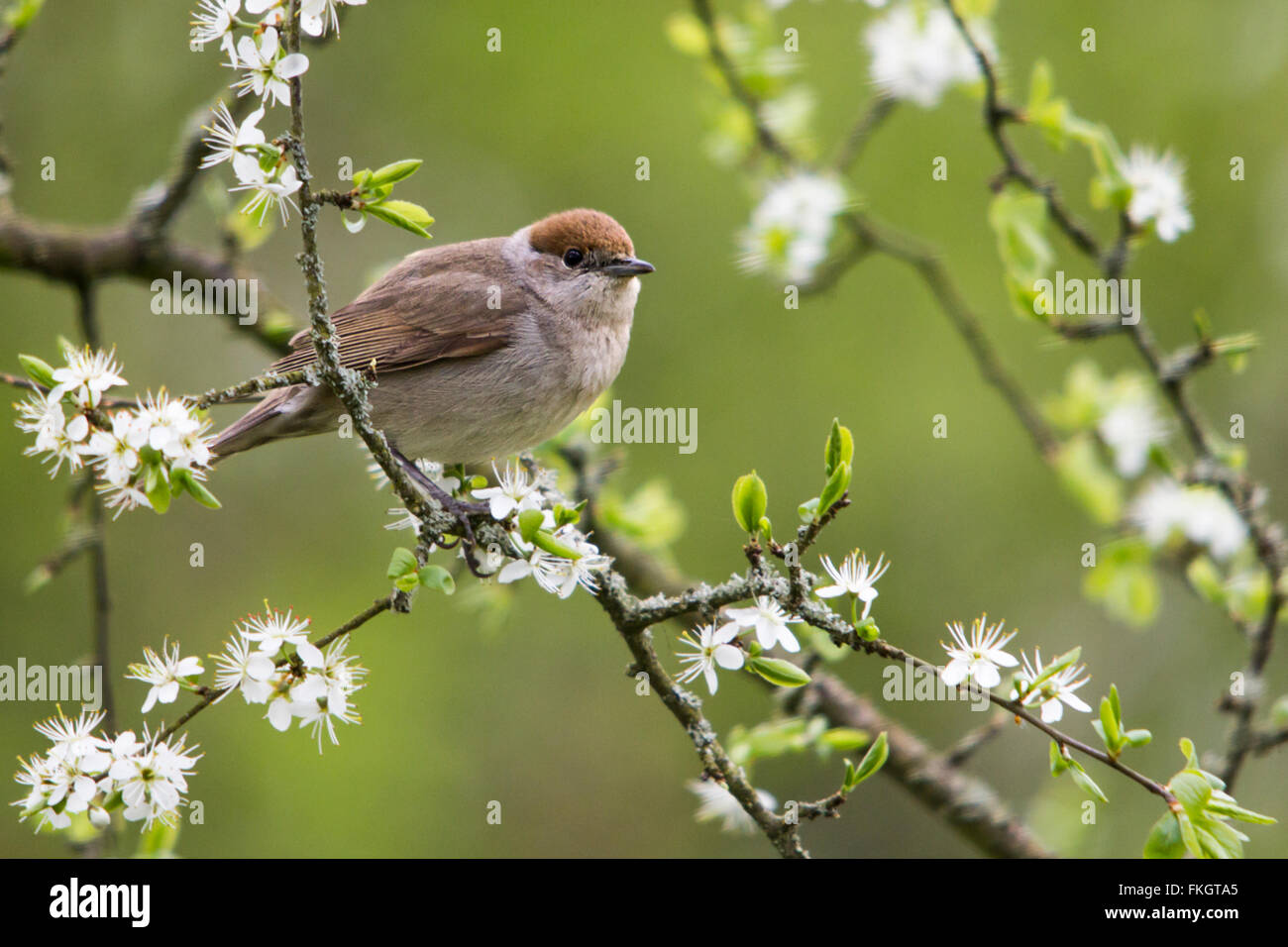 Black cap Sylvia antricapillar female bird with brown cap perched in ...