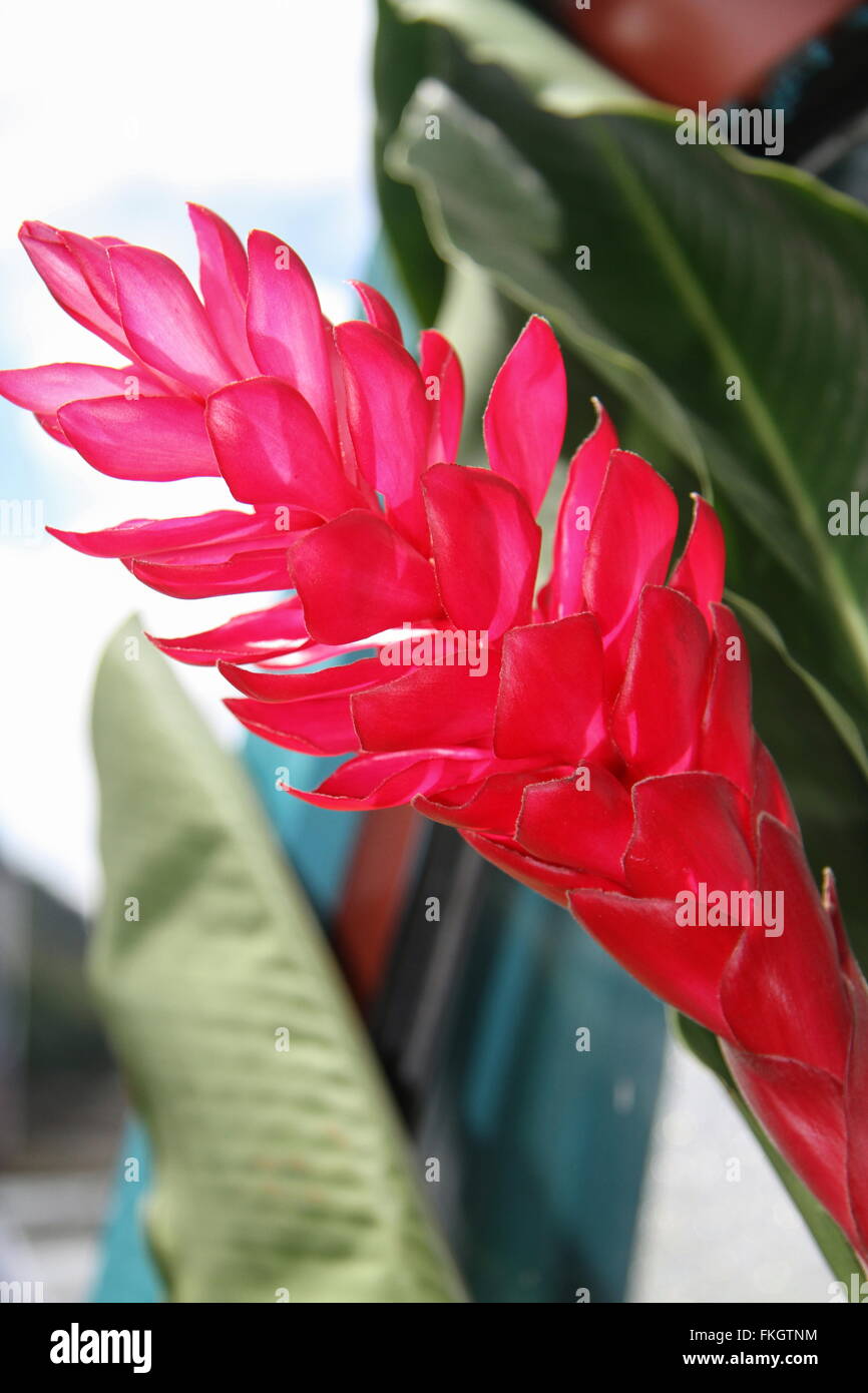 Ginger Lily (Hedychium Stock Photo - Alamy