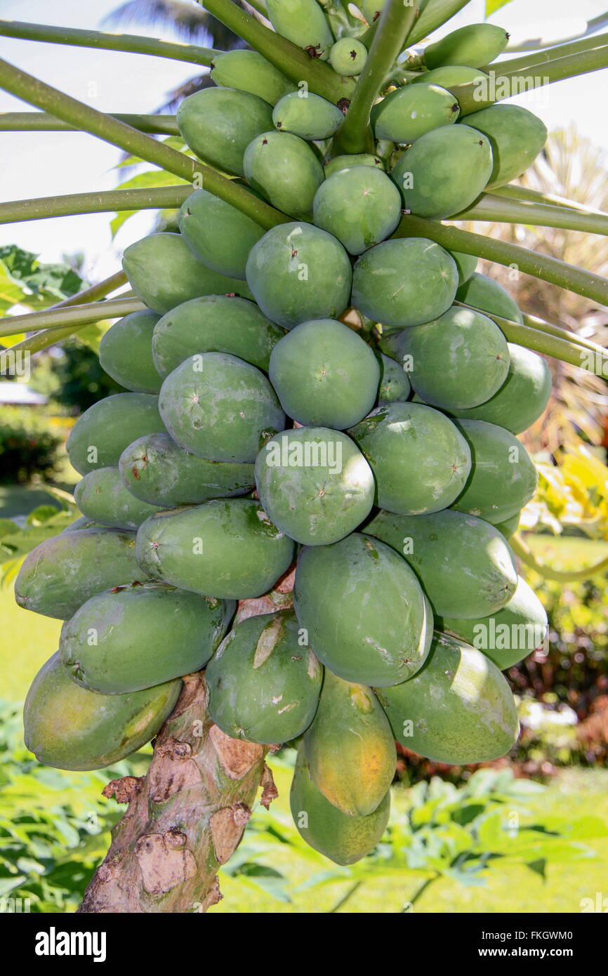 Green coconuts hi-res stock photography and images - Alamy