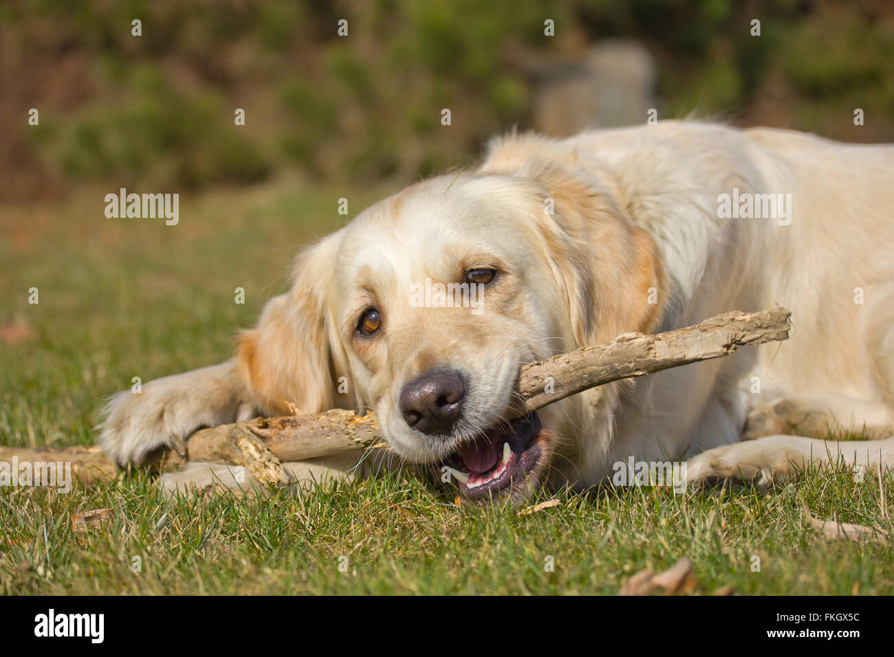 Golden Retriever is biting a stick. The dog is lying on a green lawn ...