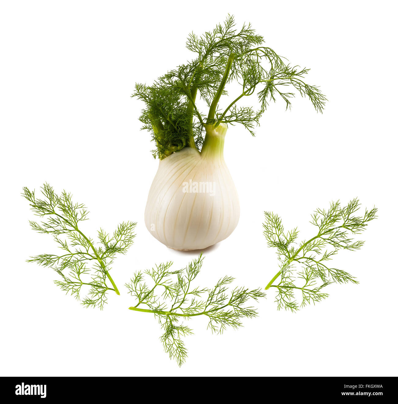 Sprig of fennel and fennel isolated on white Stock Photo - Alamy