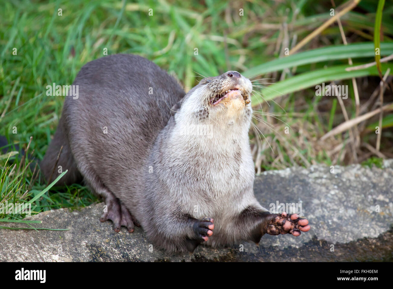Oriental Small Clawed Otter eating its prey Stock Photo - Alamy