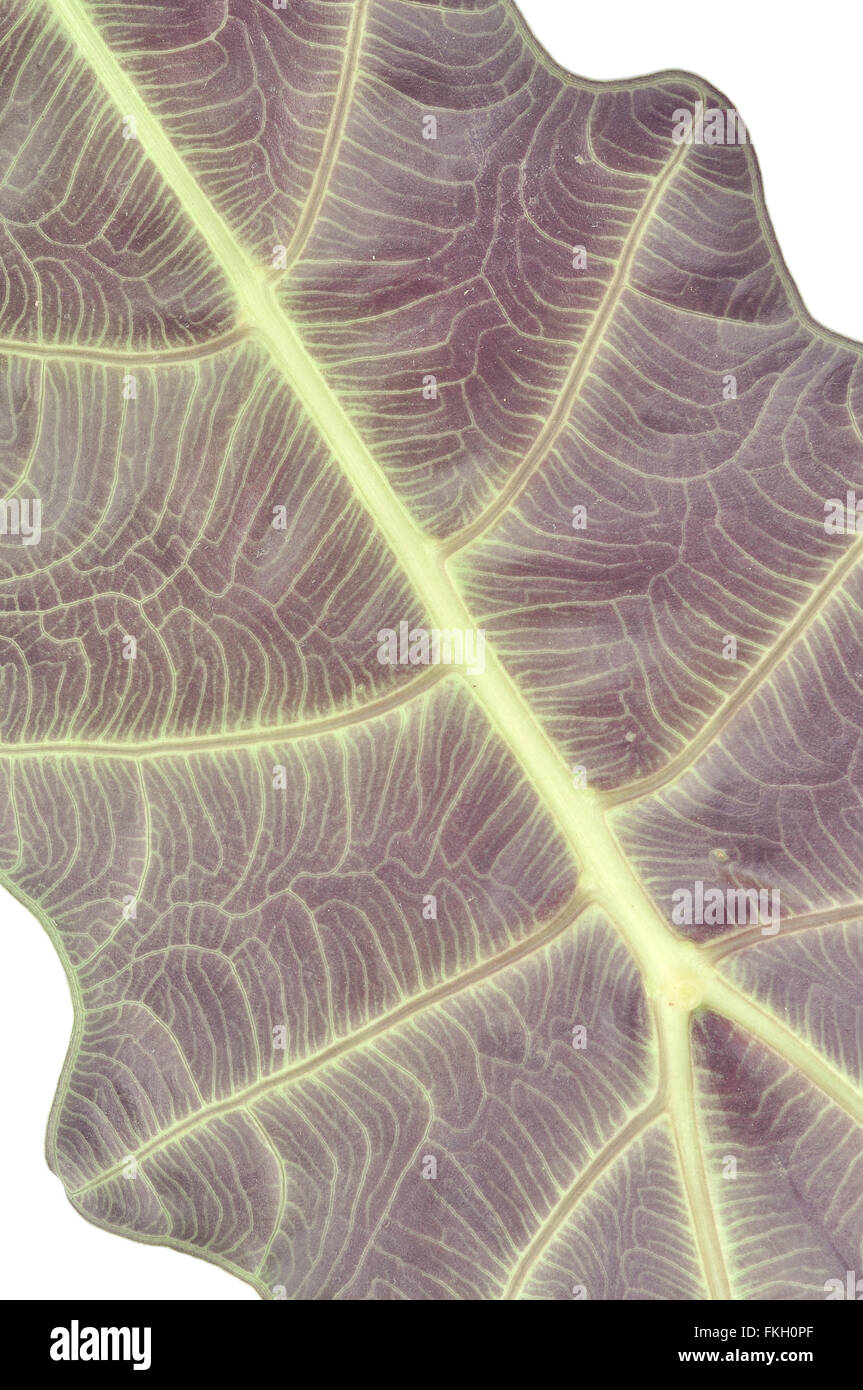 Plani hi-res stock photography and images - Alamy