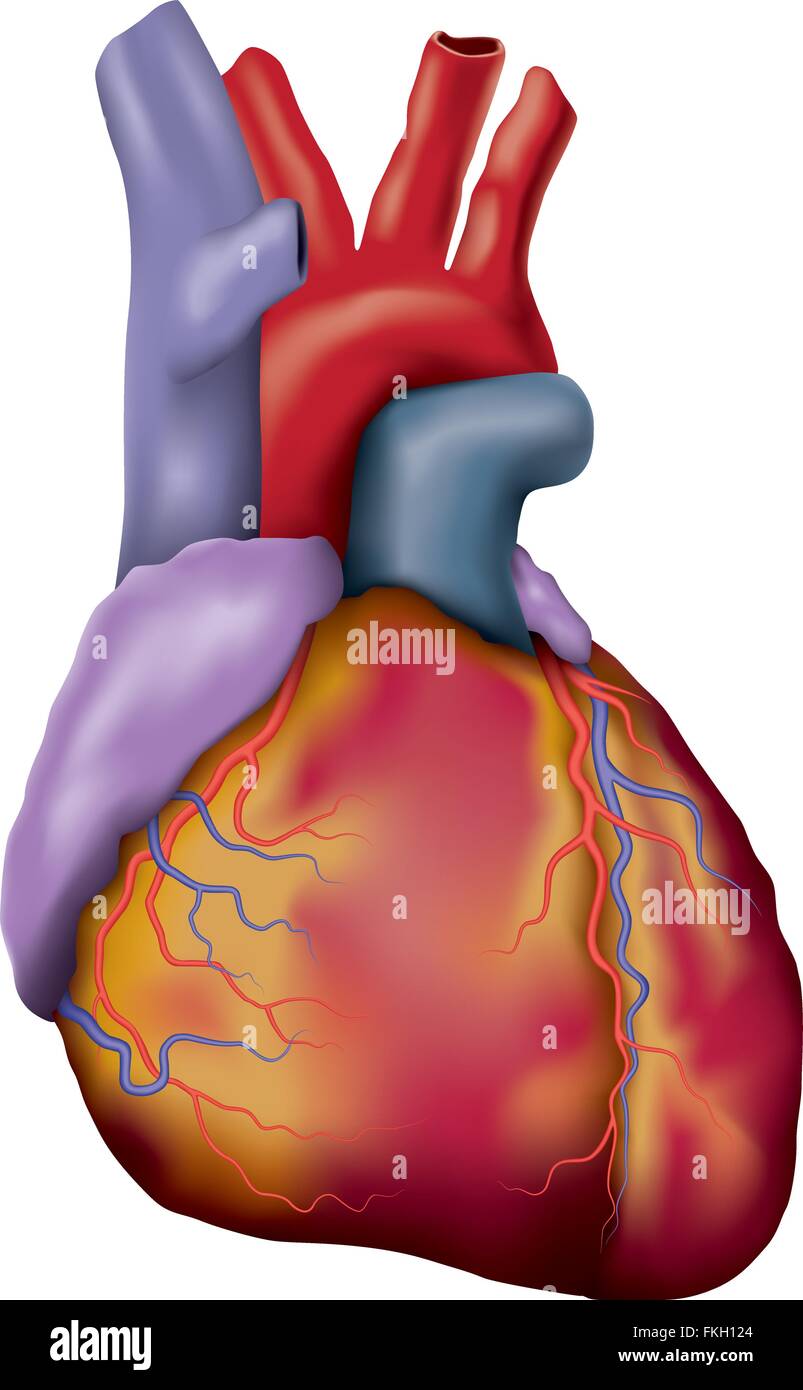 Human heart illustration hi-res stock photography and images - Alamy