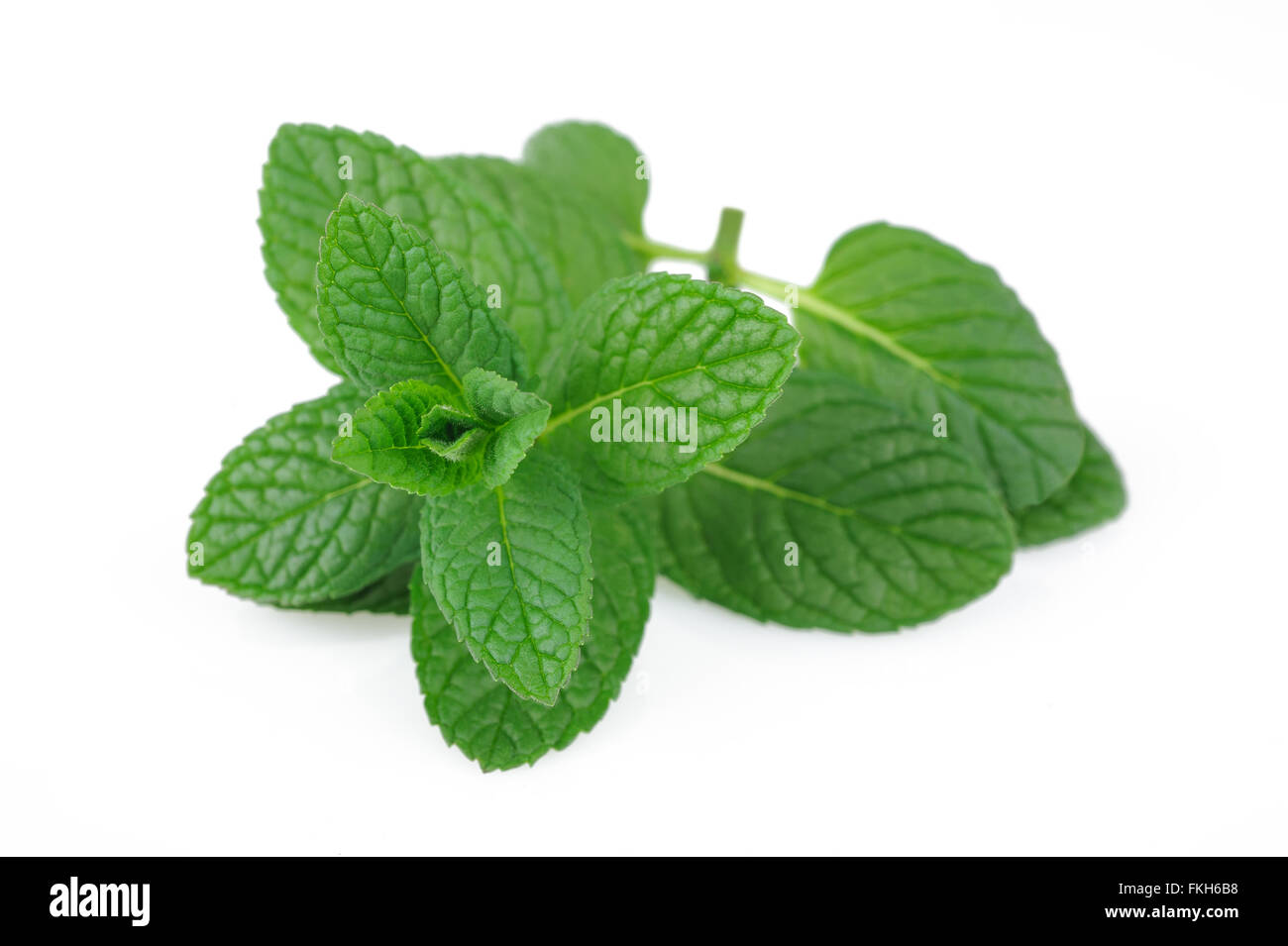 Fresh mint sprig isolated on white background Stock Photo - Alamy