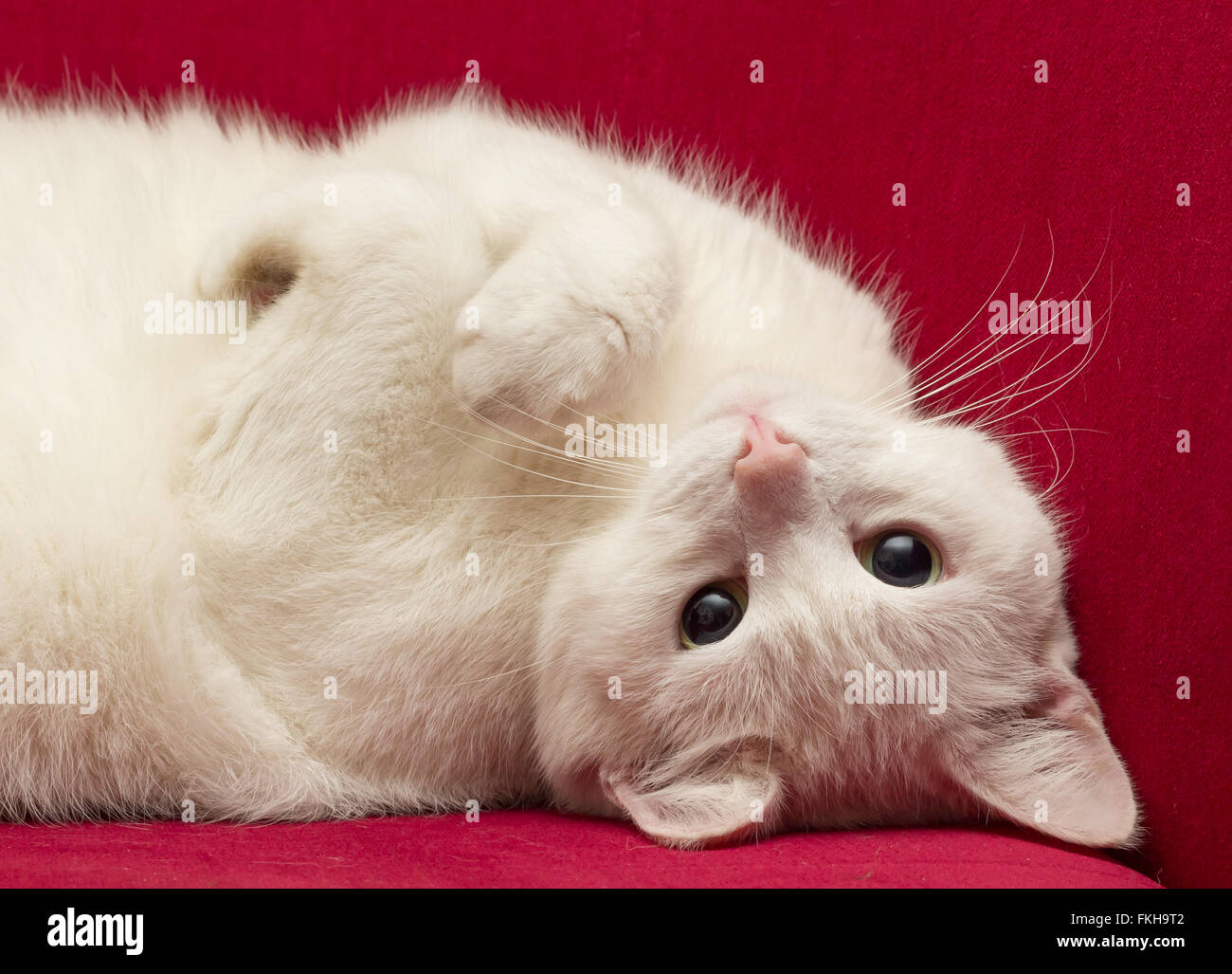 White cat relaxing on a red velvet chair Stock Photo - Alamy