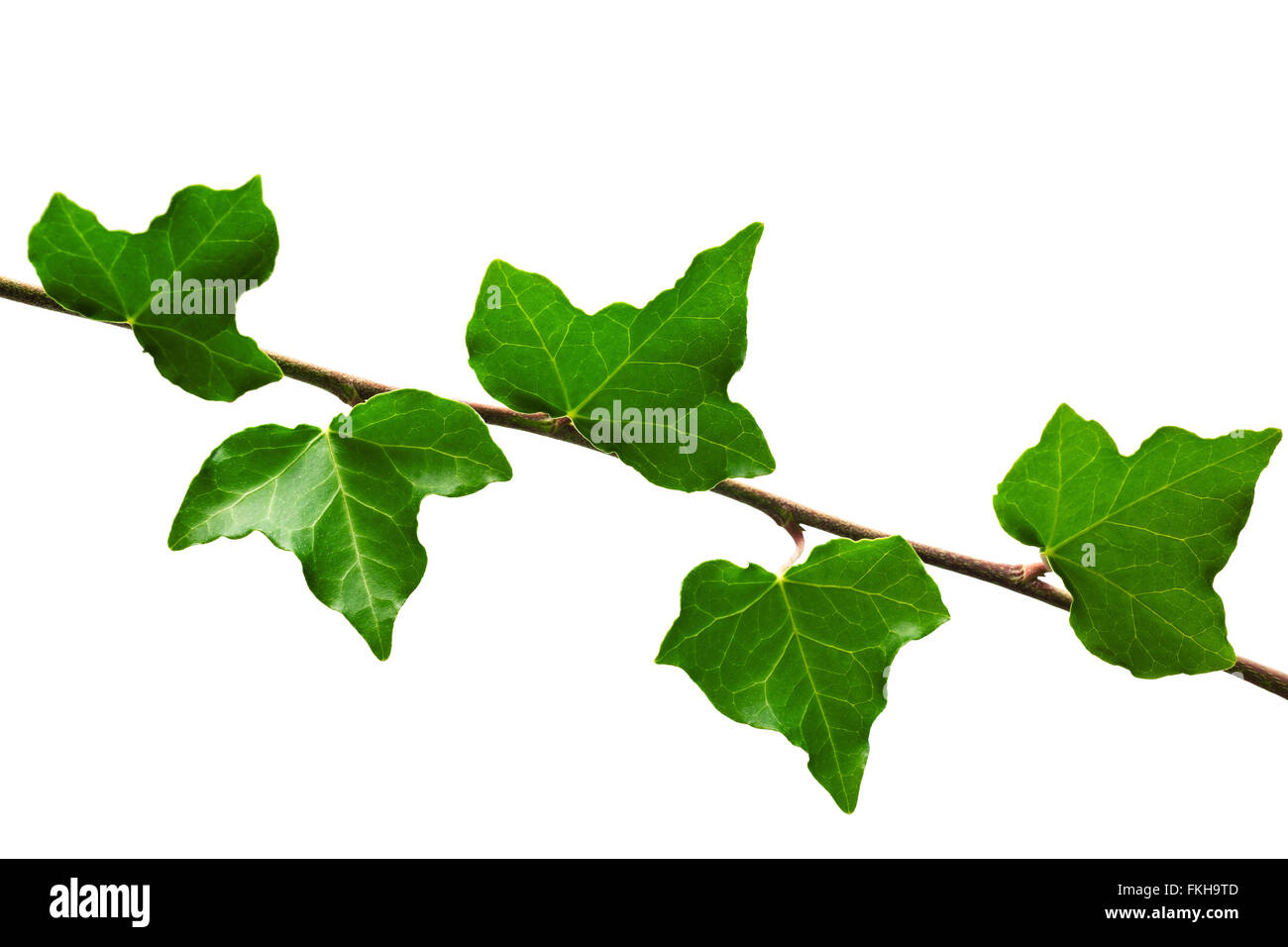 Branch of ivy isolated on white Stock Photo - Alamy