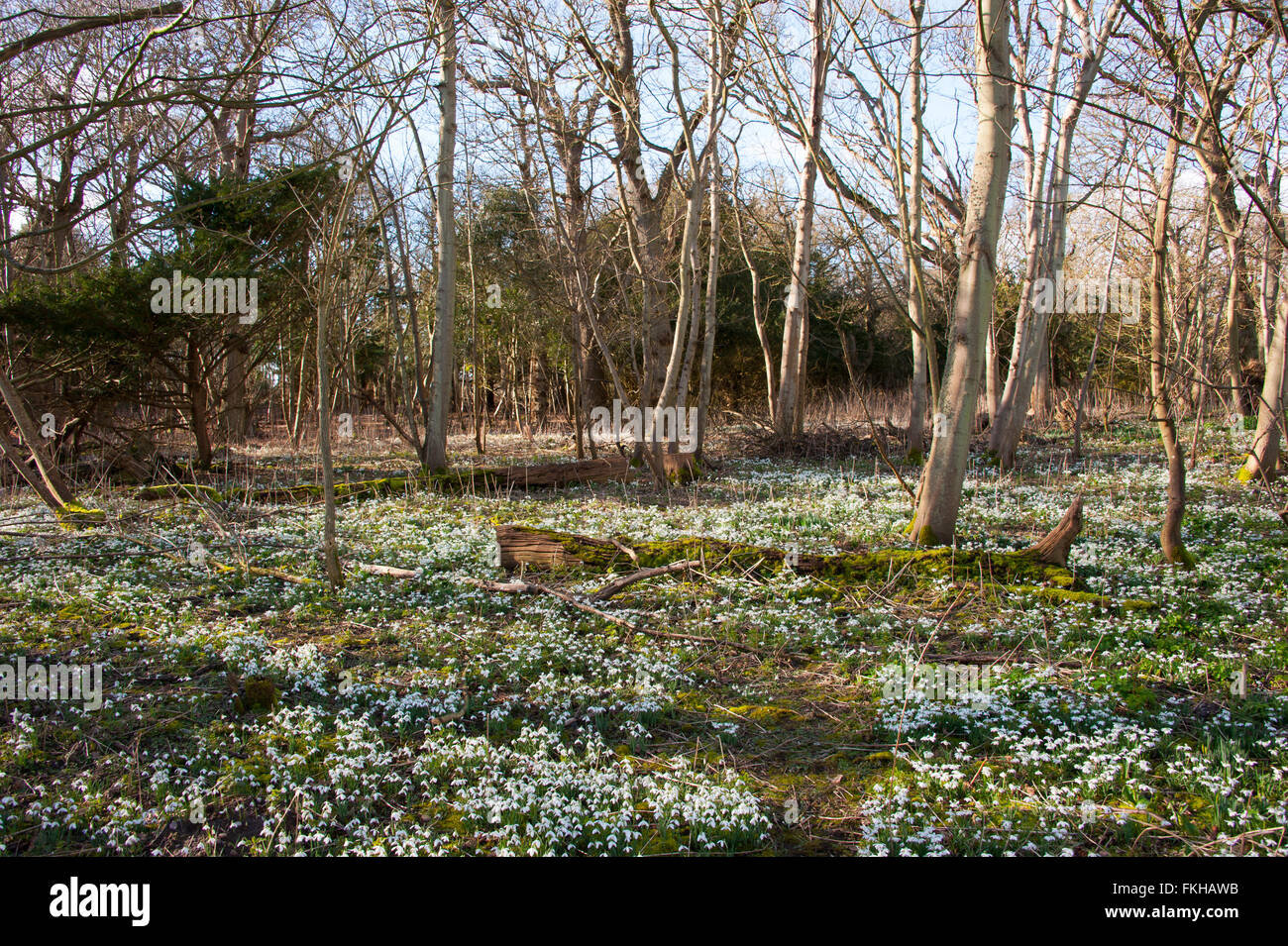 snowdrops bloom amongst the trees Stock Photo - Alamy