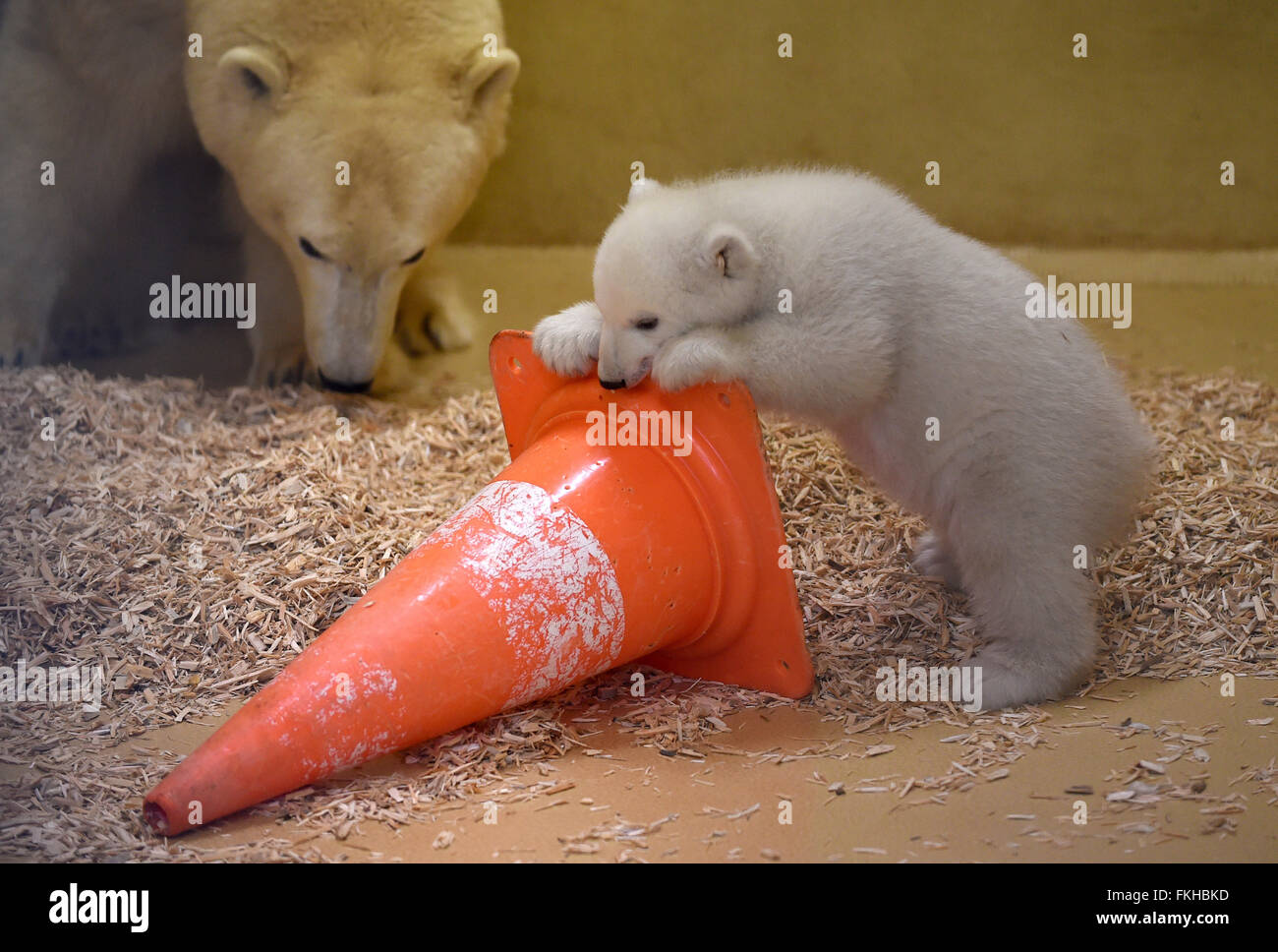 Bremerhaven, Germany. 09th Mar, 2016. The polar bear cub, born on 11 ...