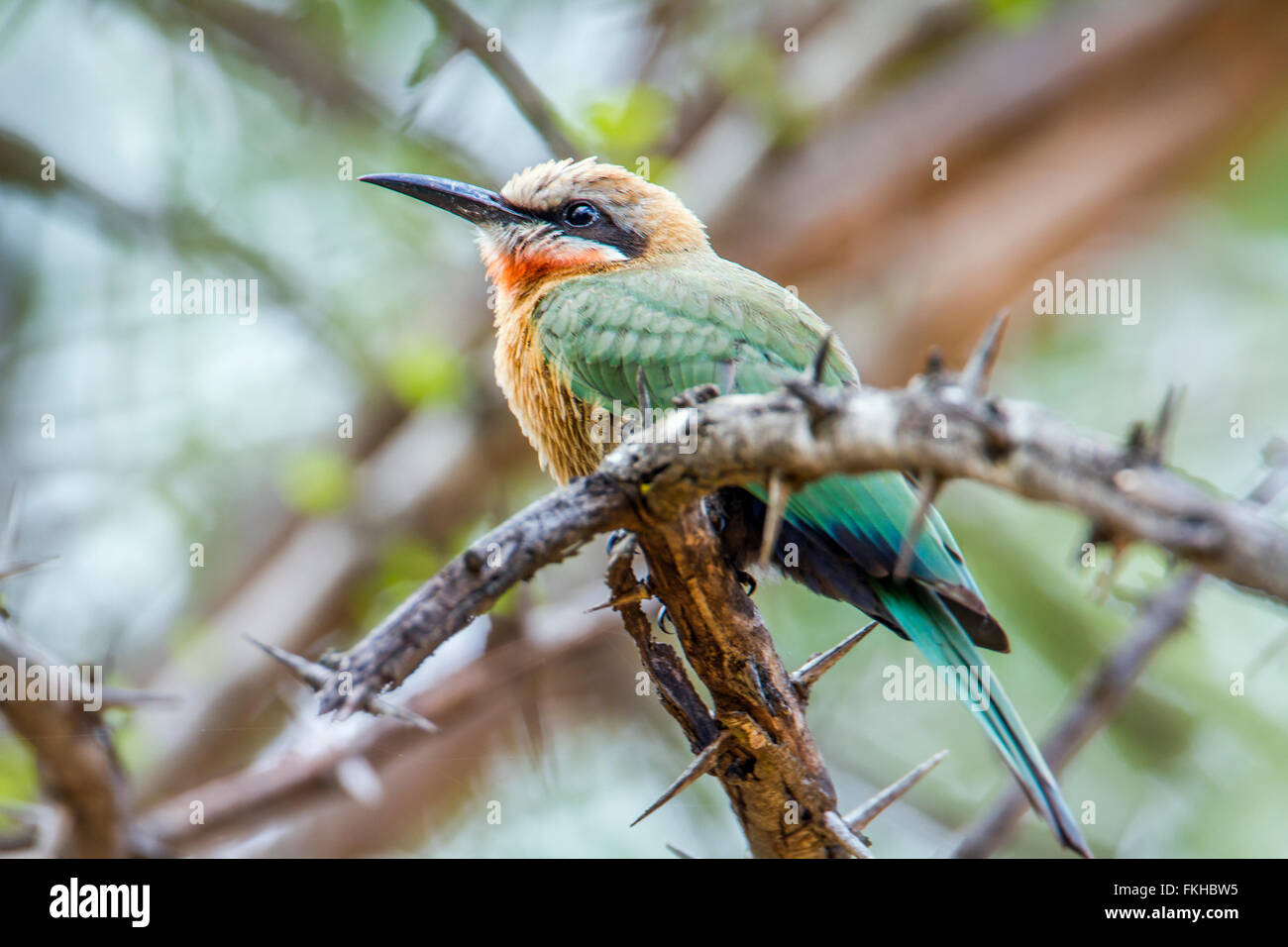 White-fronted bee-eater, Specie Merops bullockoides family of meropidae ...