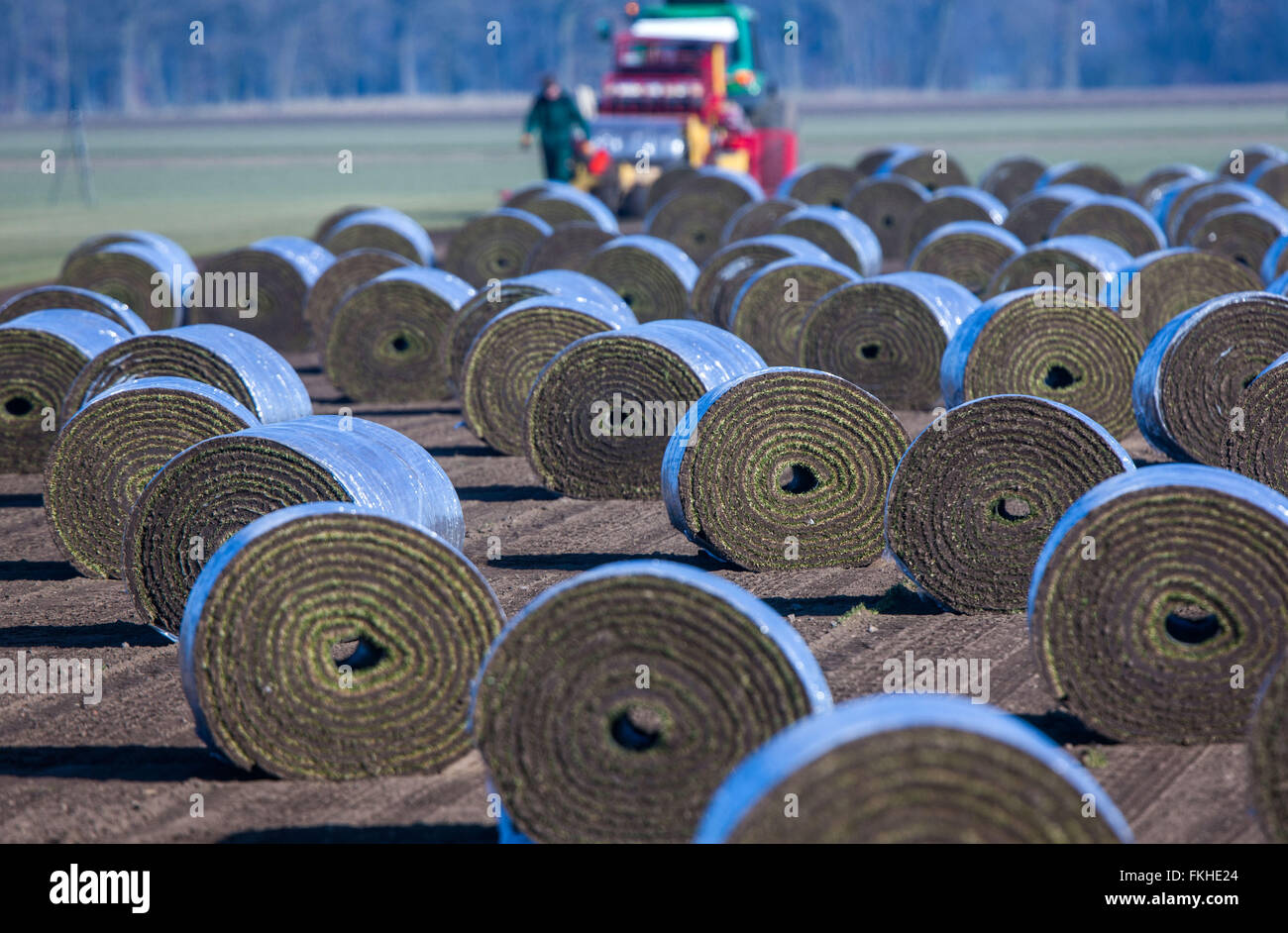 Staff members operate a special machine that peels and rolls up metres ...