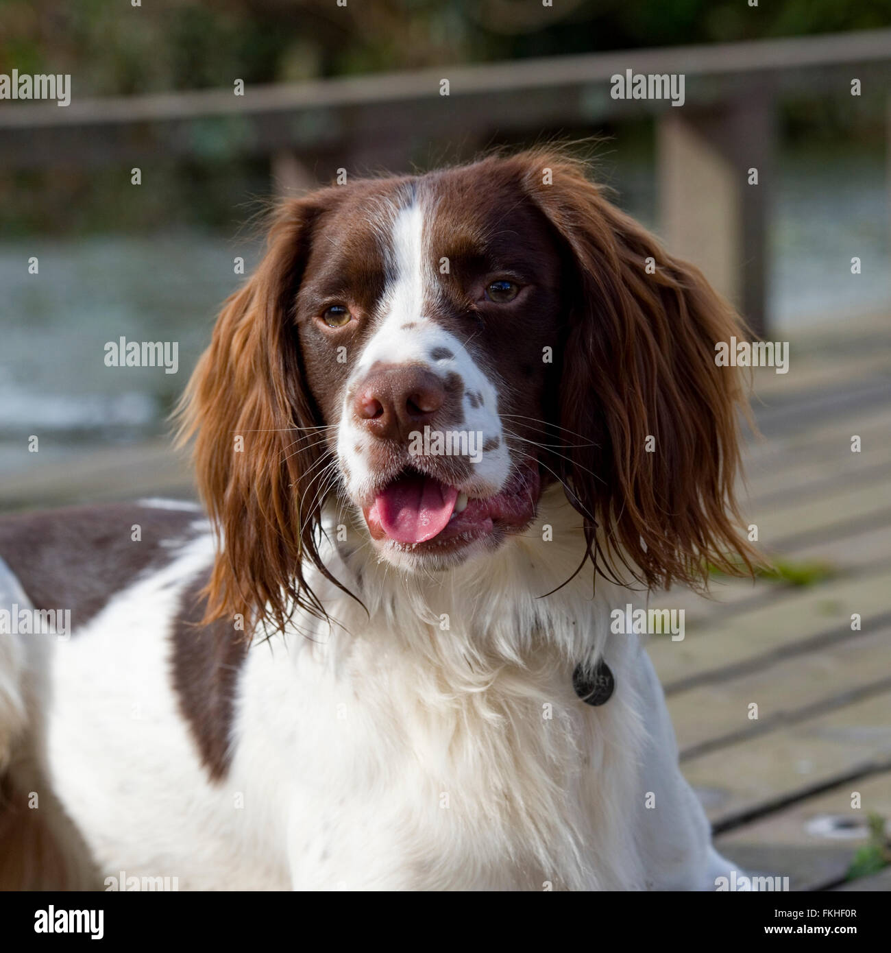 english springer spaniel Stock Photo - Alamy