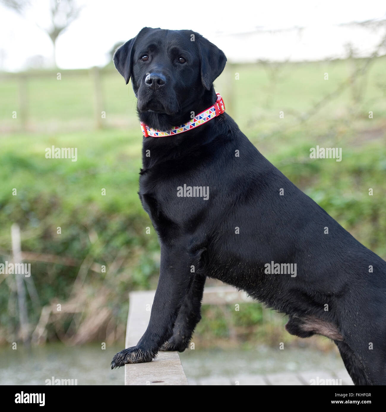 Black male dog hi-res stock photography and images - Alamy