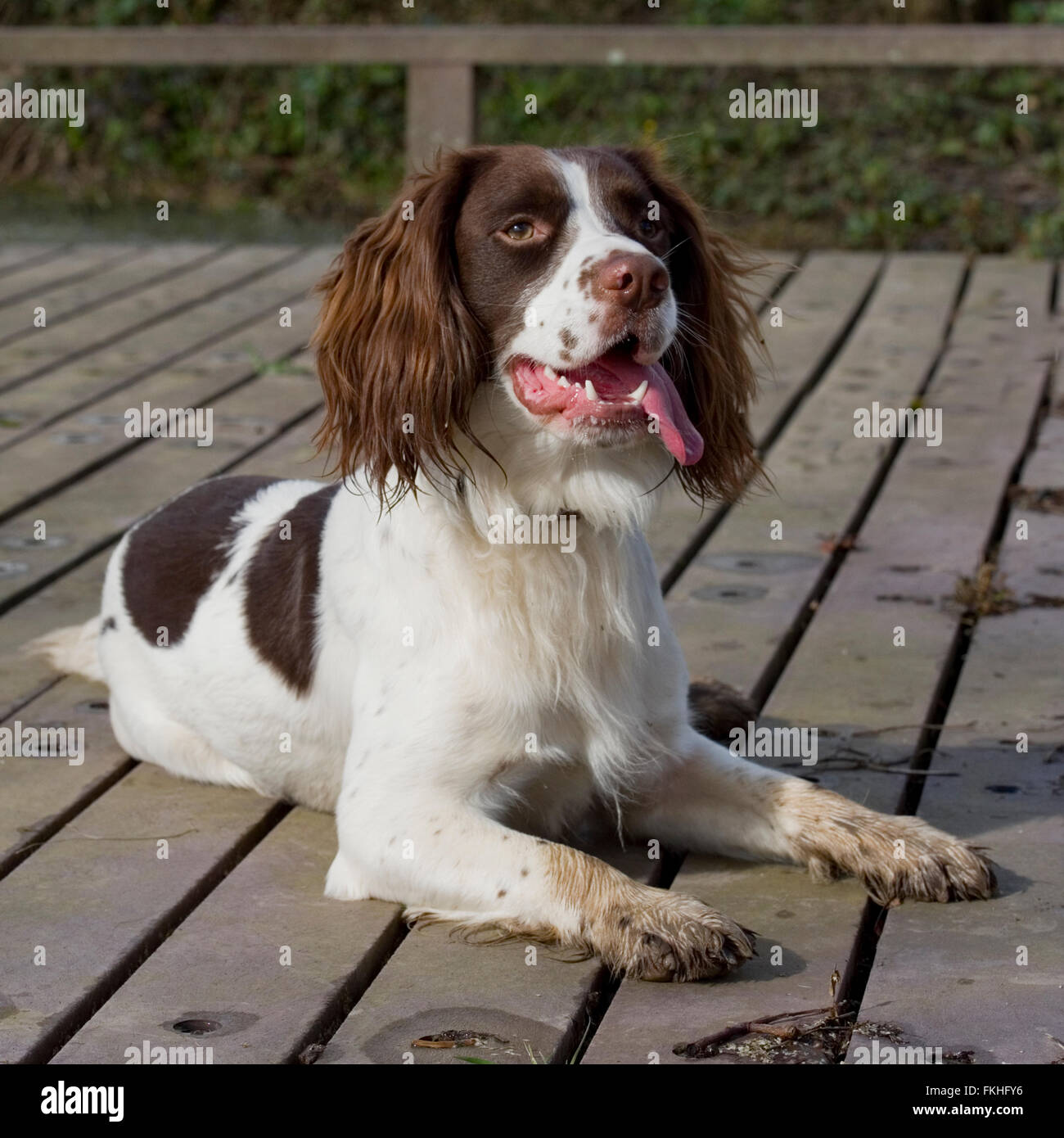 english springer spaniel Stock Photo - Alamy