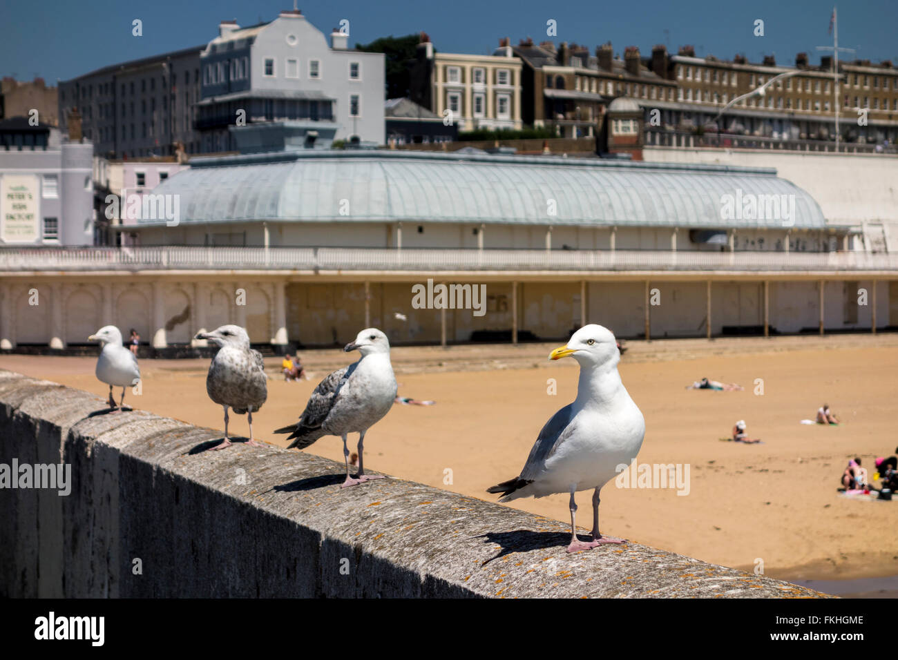 Seagulls, Ramsgate seafront, Kent, UK Stock Photo - Alamy