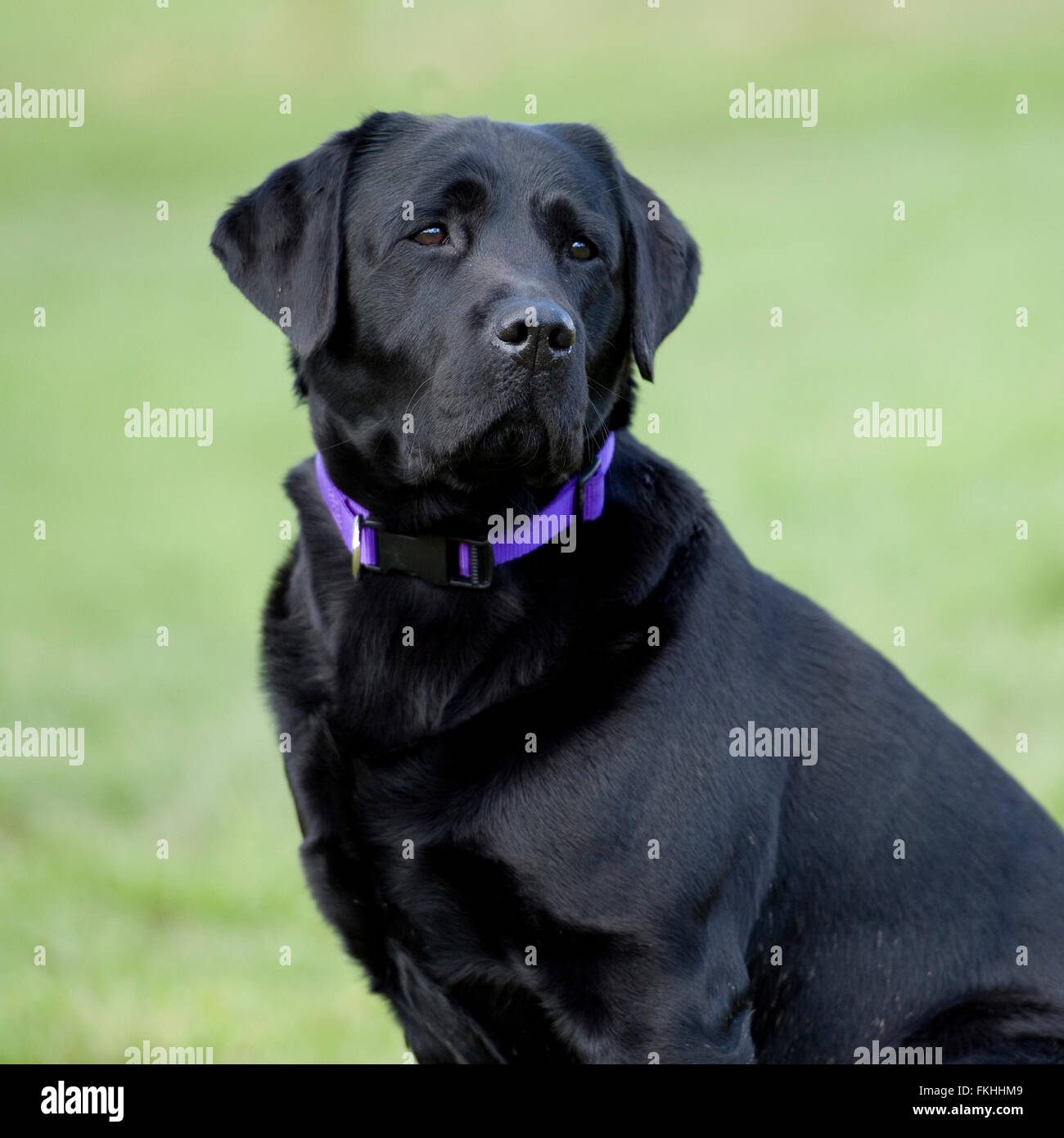 Black labrador dog black background hi-res stock photography and images ...
