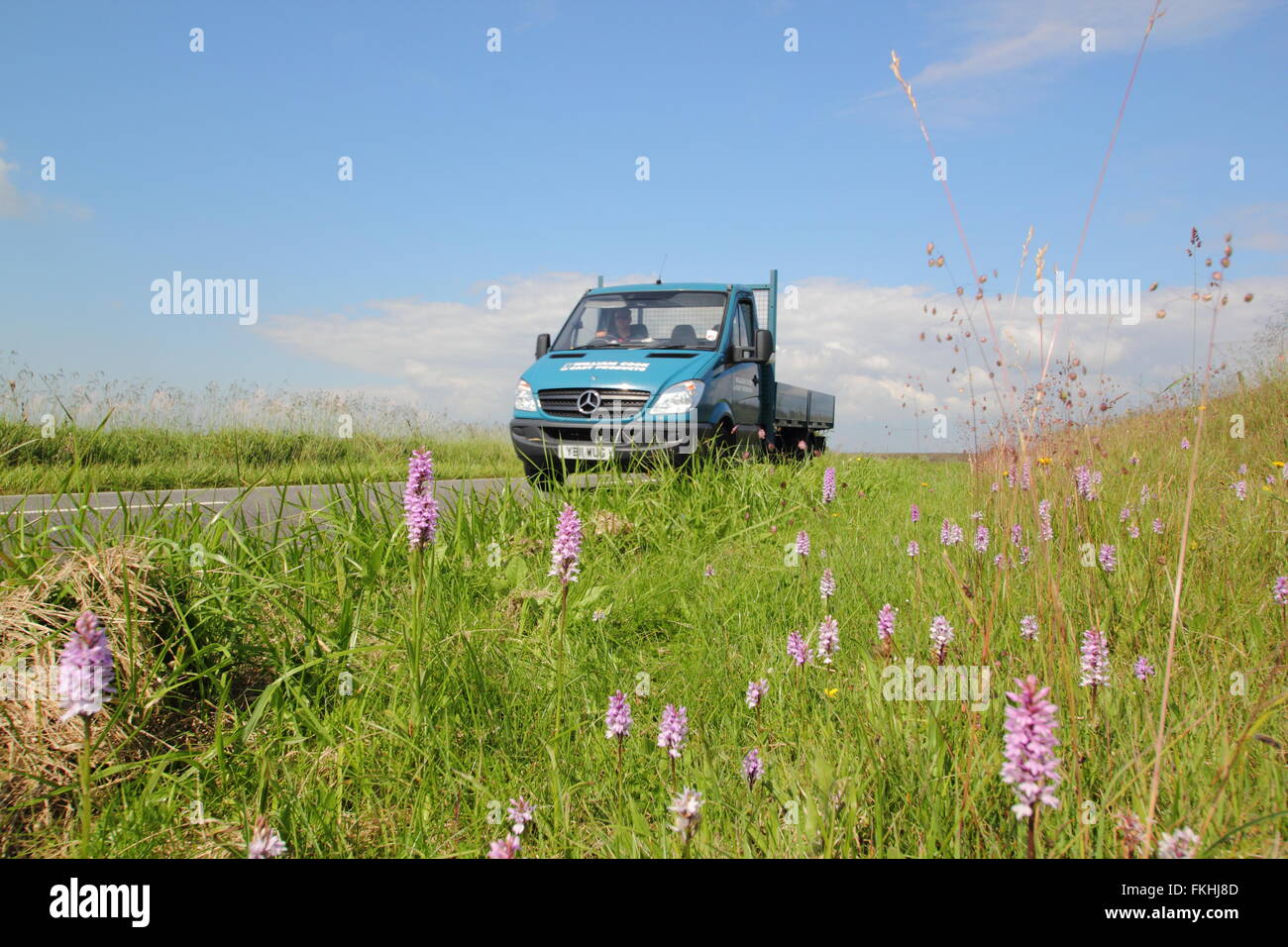 Wildflowers growing on roadside hi-res stock photography and images - Alamy