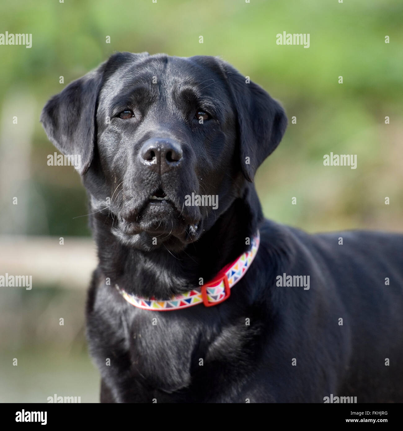 Male Labrador Retriever High Resolution Stock Photography and Images ...