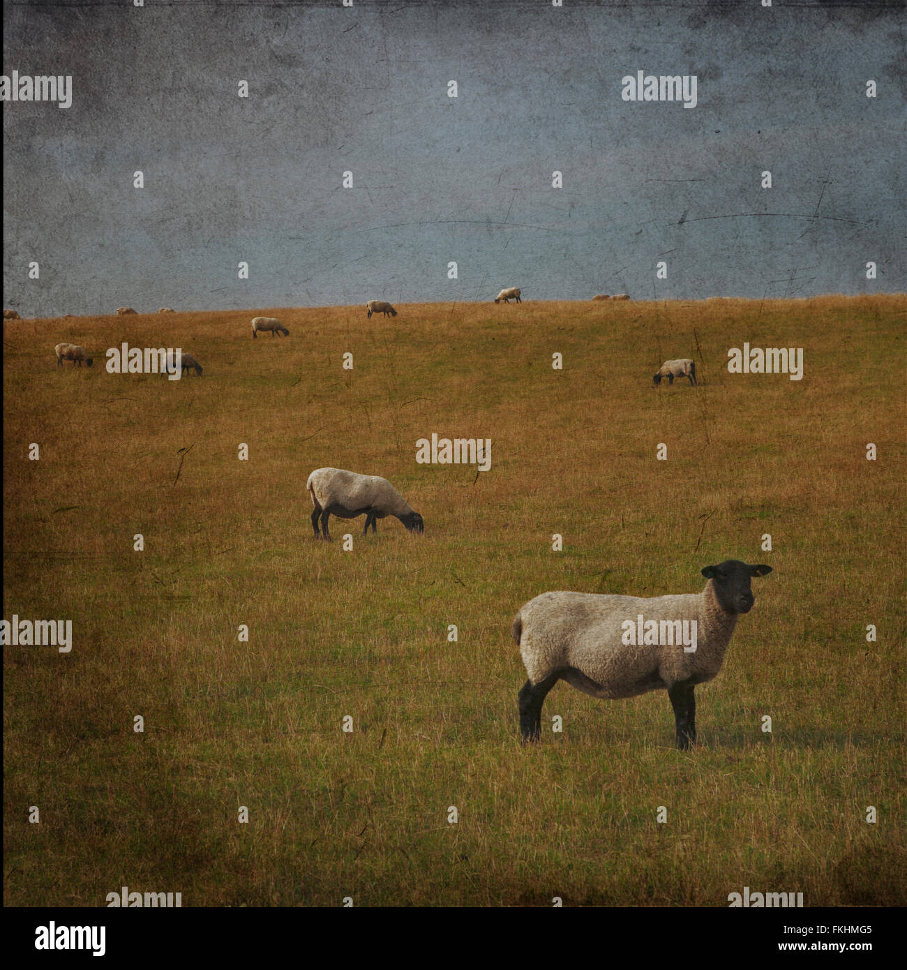 Farm animals: sheep grazing on a lovely green pasture Stock Photo - Alamy