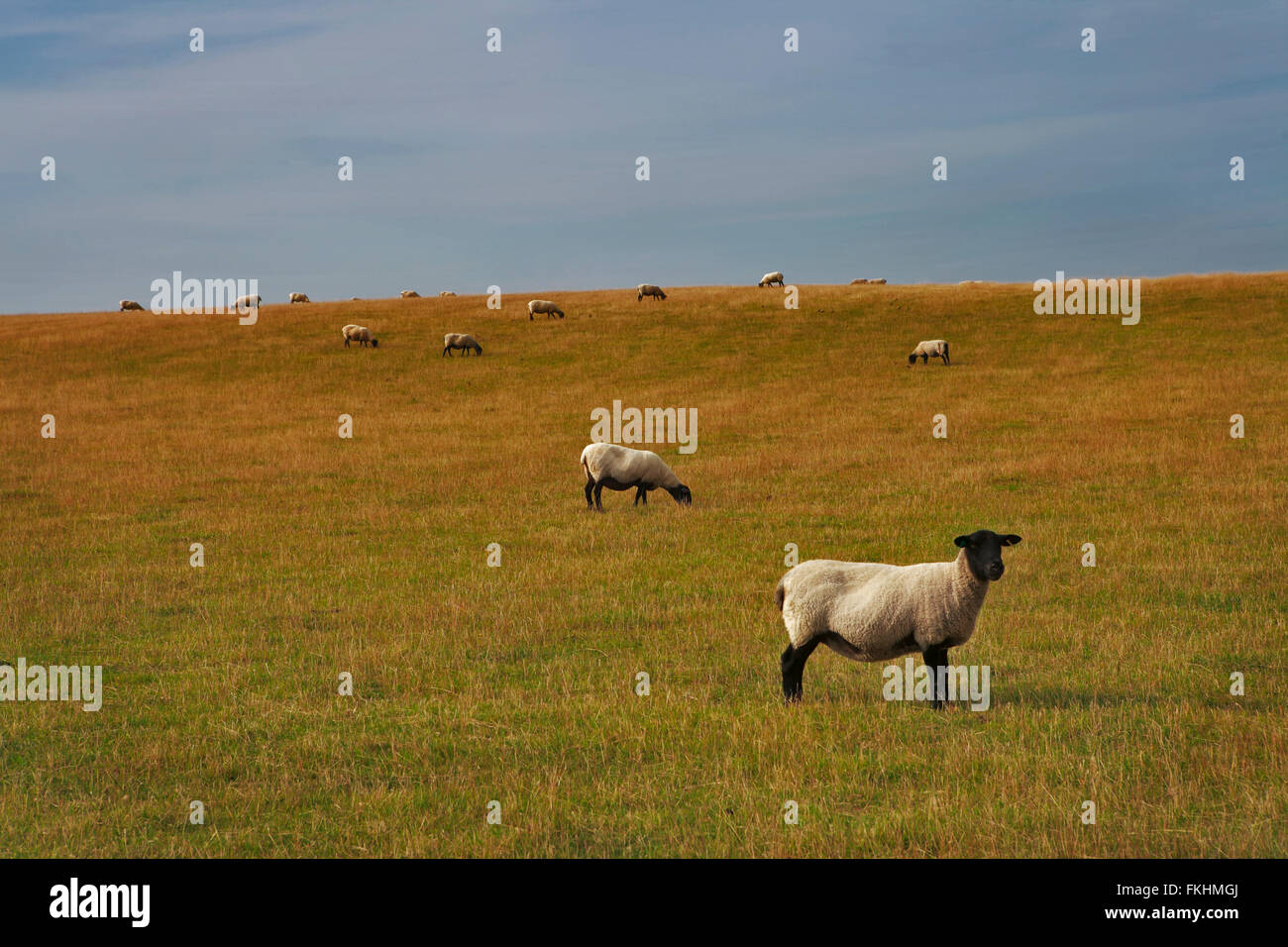 Farm animals: sheep grazing on a lovely green pasture Stock Photo - Alamy