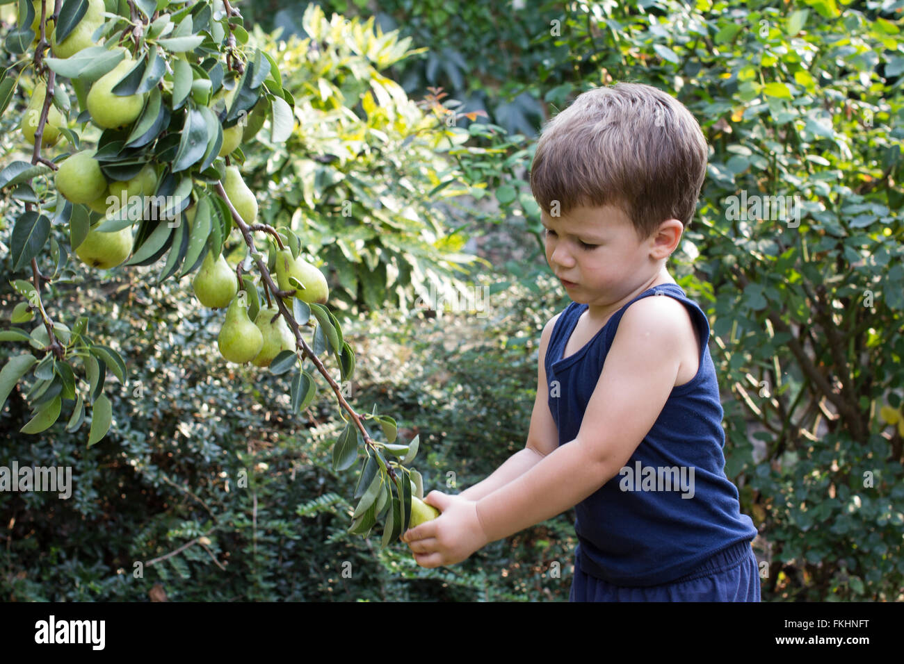 Little caucasian boy grab pear from tree Stock Photo - Alamy