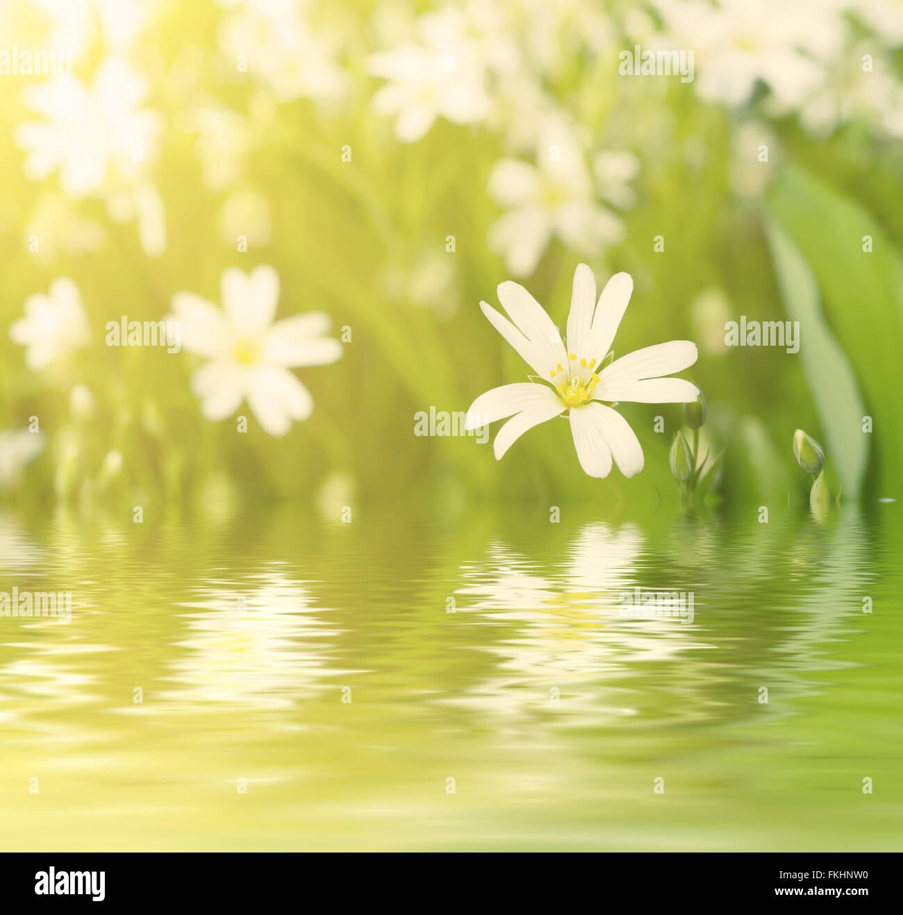 White spring flowers Stock Photo - Alamy