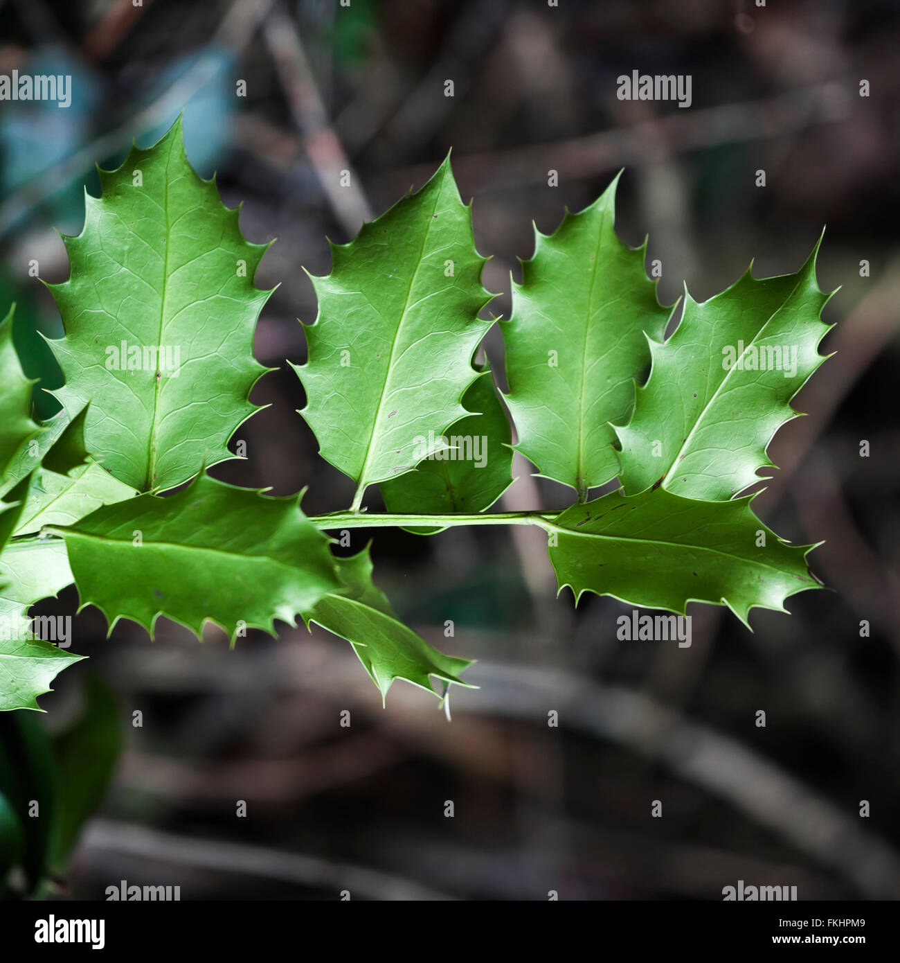Holly branches (Ilex aquifolium Stock Photo - Alamy