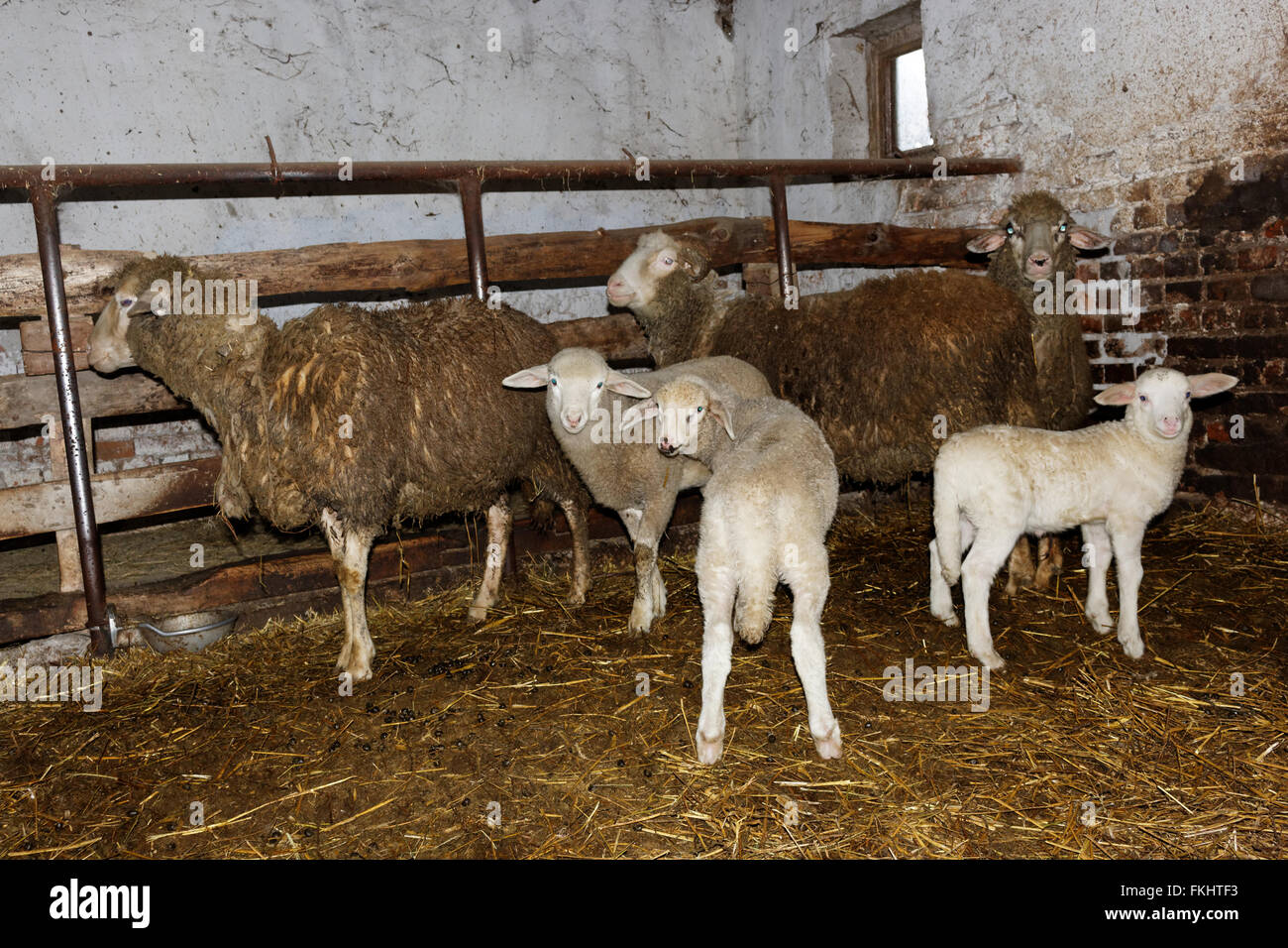 Animal stable hi-res stock photography and images - Alamy