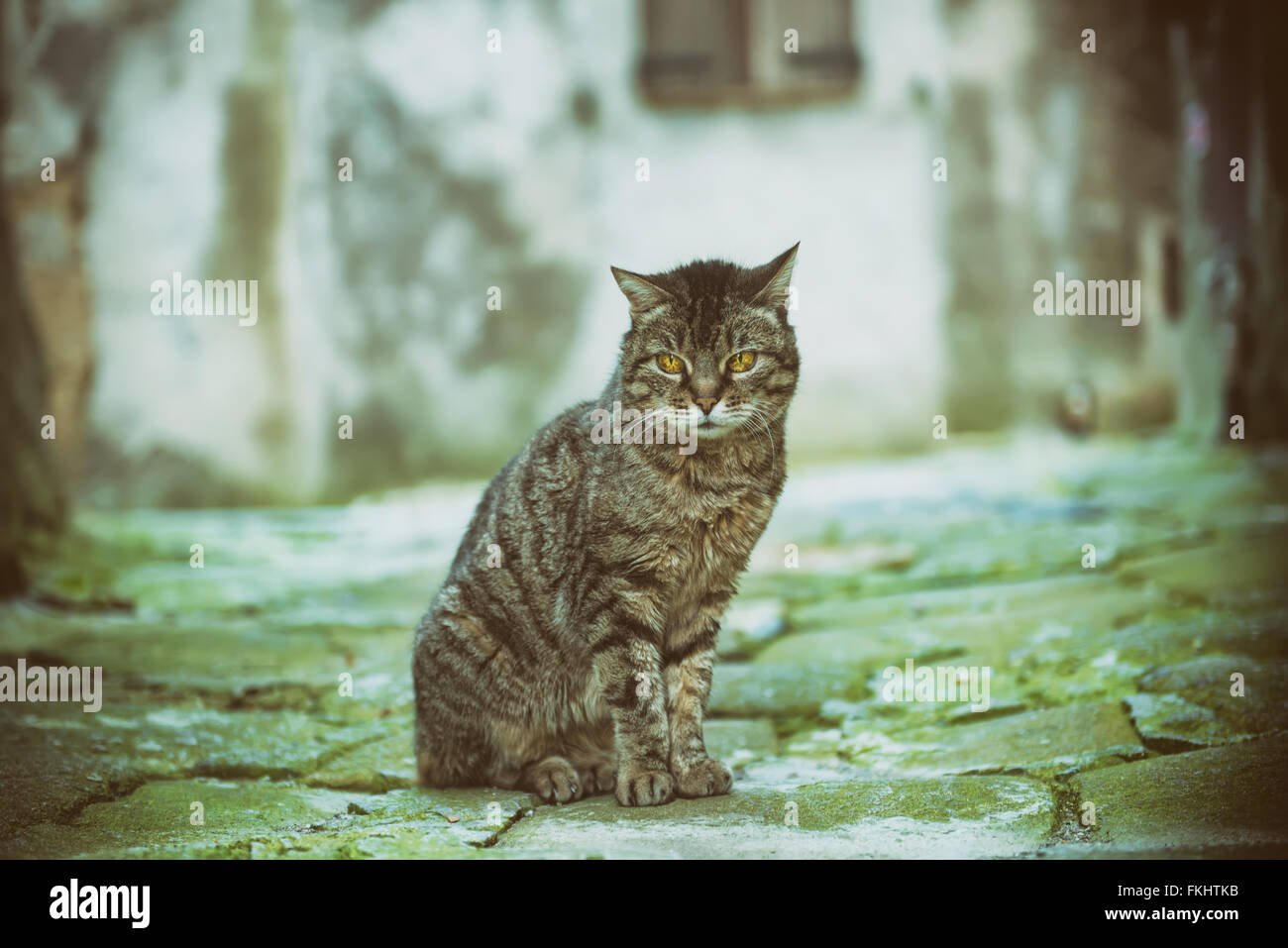 Street cat portrait Stock Photo - Alamy