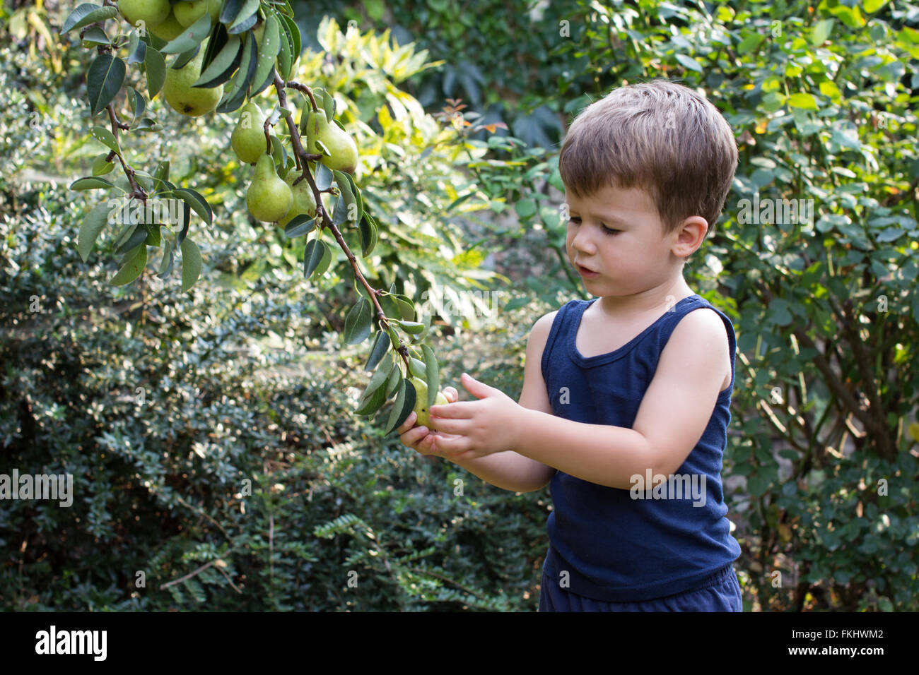 Little caucasian boy grab pear from tree Stock Photo - Alamy