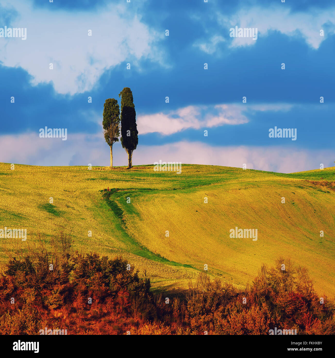 Landscape with trees Stock Photo - Alamy