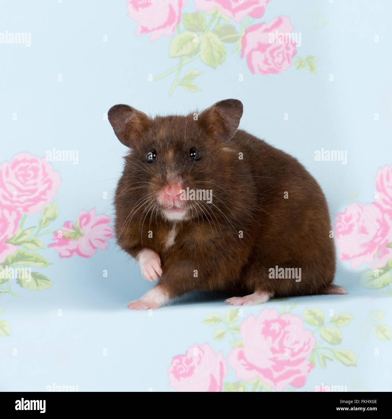 Hamster lifting his paw up Stock Photo - Alamy