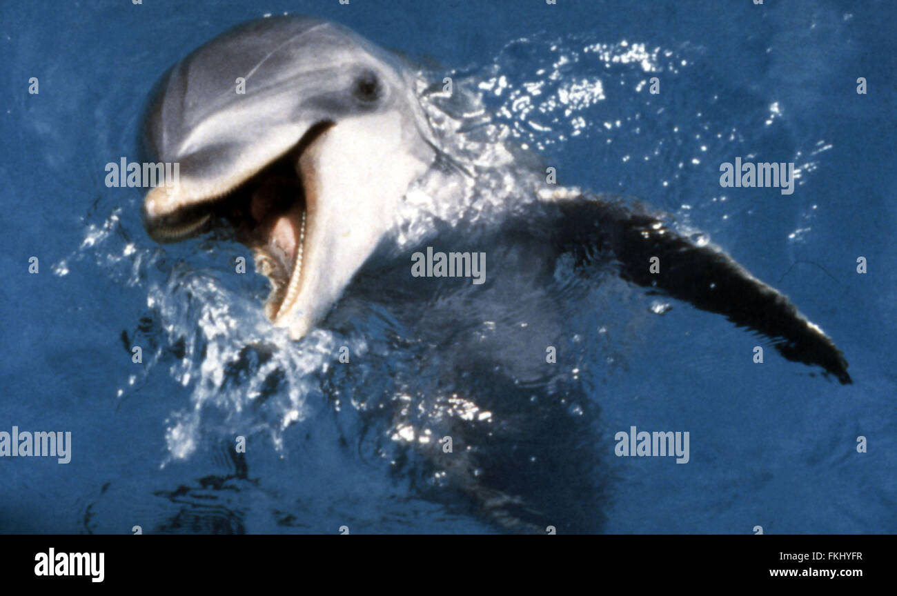 Flipper 1964 Stock Photos & Flipper 1964 Stock Images - Alamy