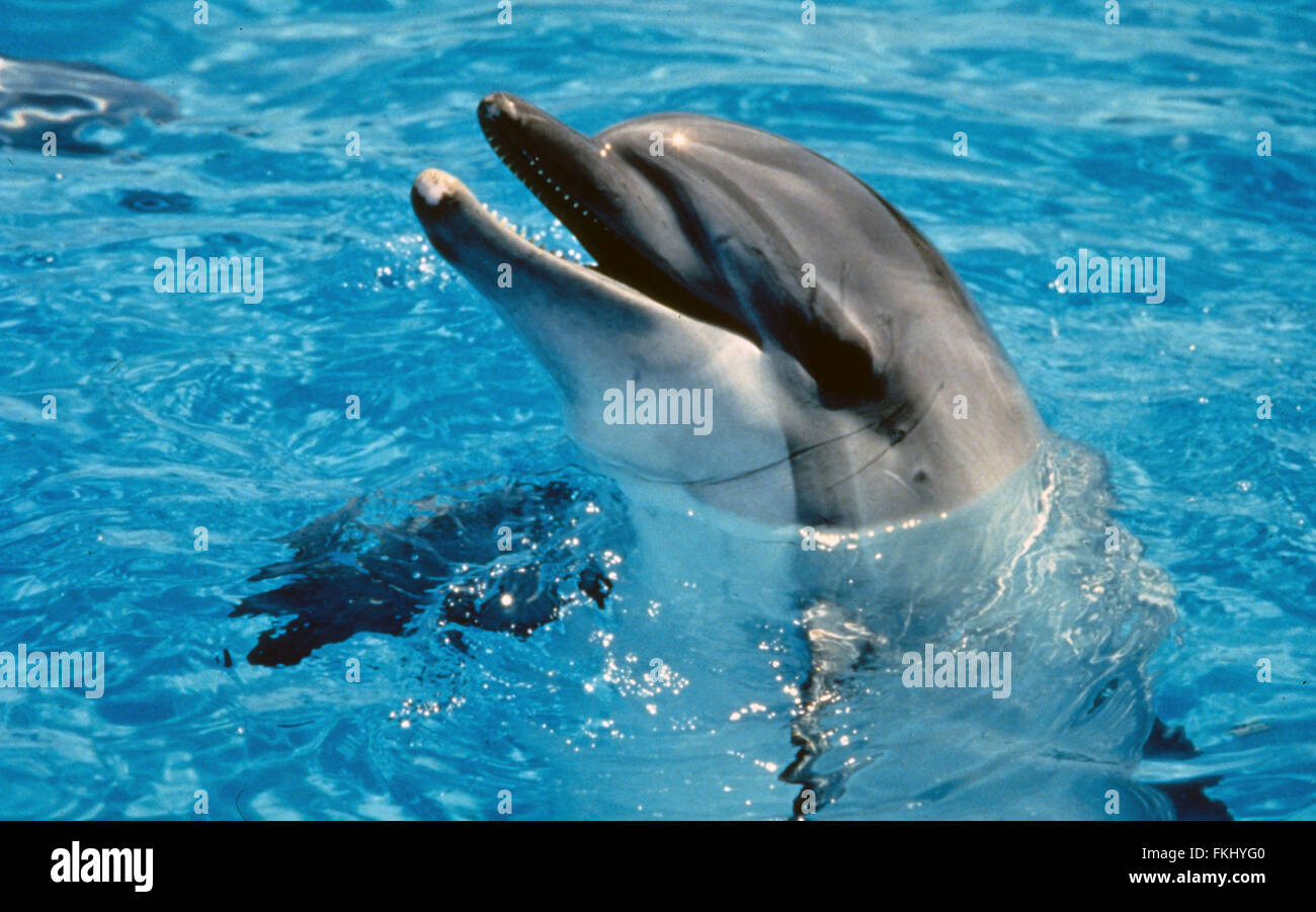 Flipper 1964 Stock Photos & Flipper 1964 Stock Images - Alamy