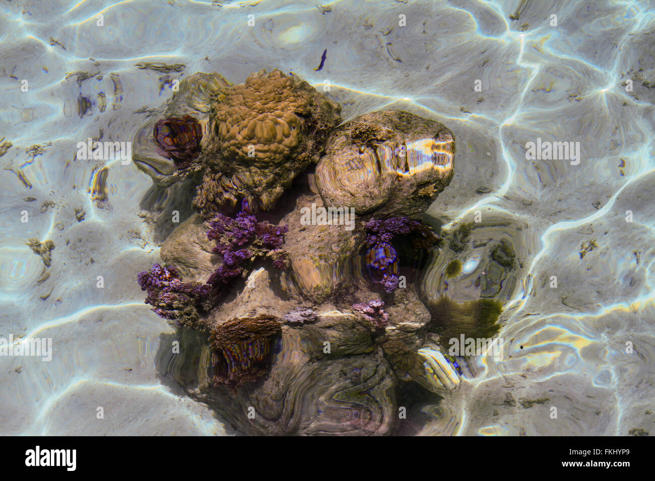 Lagoon life in shallow water Stock Photo - Alamy