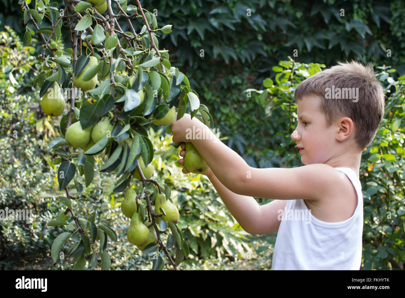 Little caucasian boy grab pear from tree Stock Photo - Alamy
