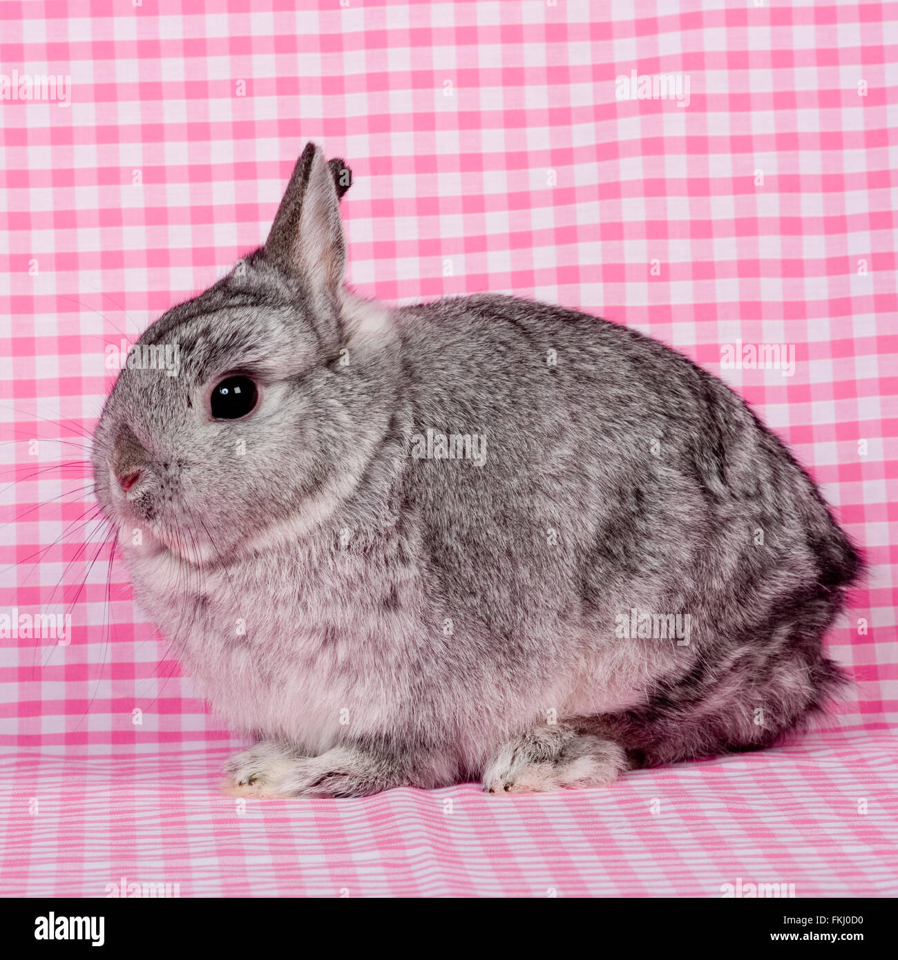 Rabbit side profile hi-res stock photography and images - Alamy