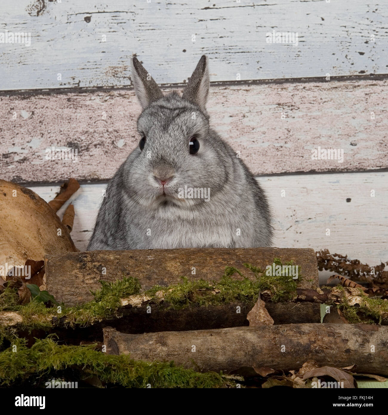 Male rabbit hi-res stock photography and images - Alamy