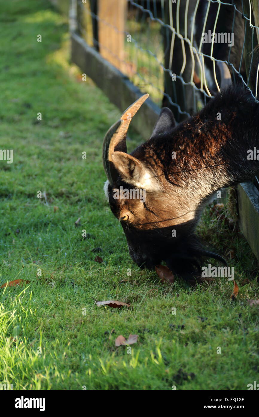 Goat church hi-res stock photography and images - Alamy