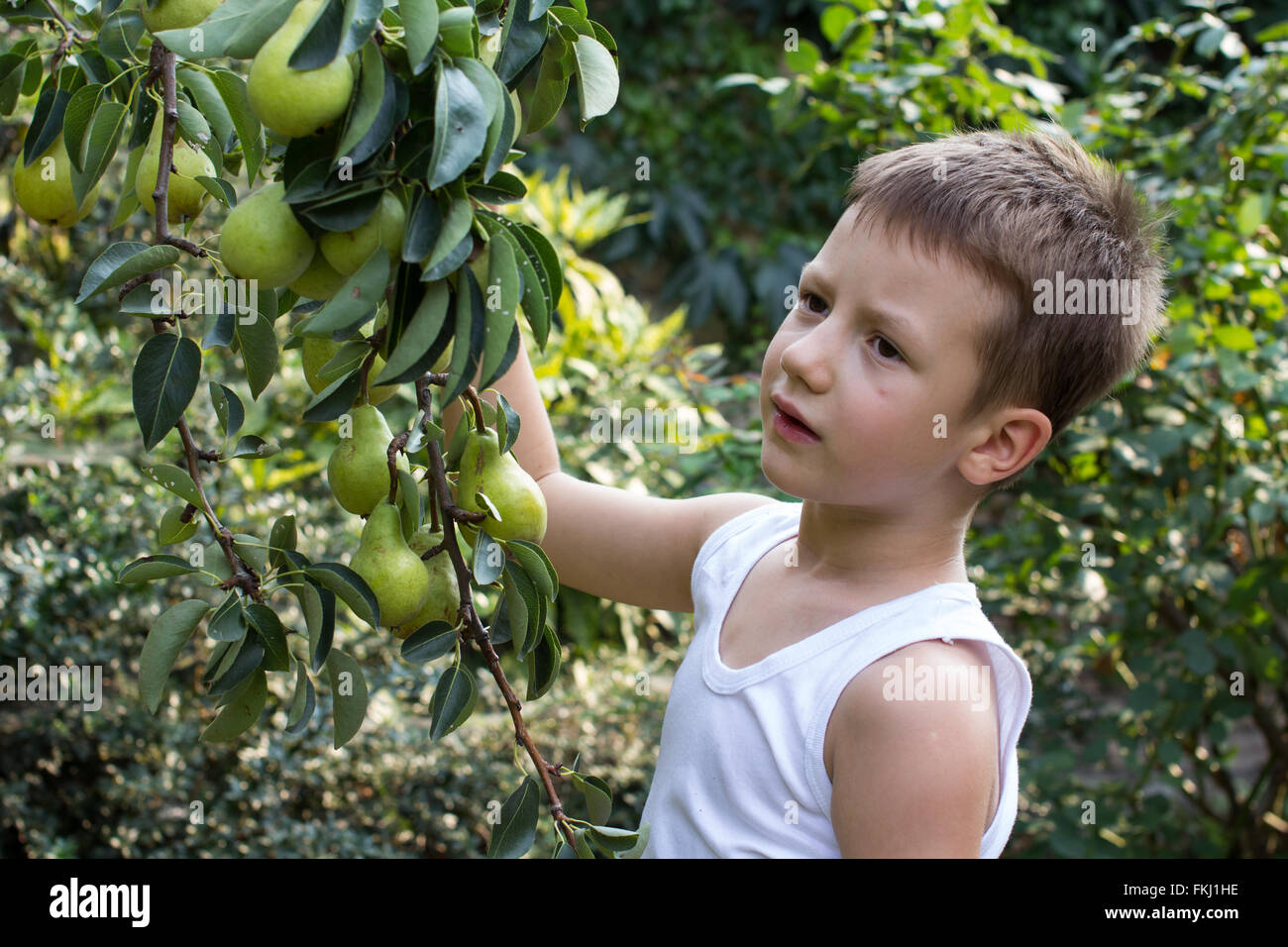 Little caucasian boy grab pear from tree Stock Photo - Alamy