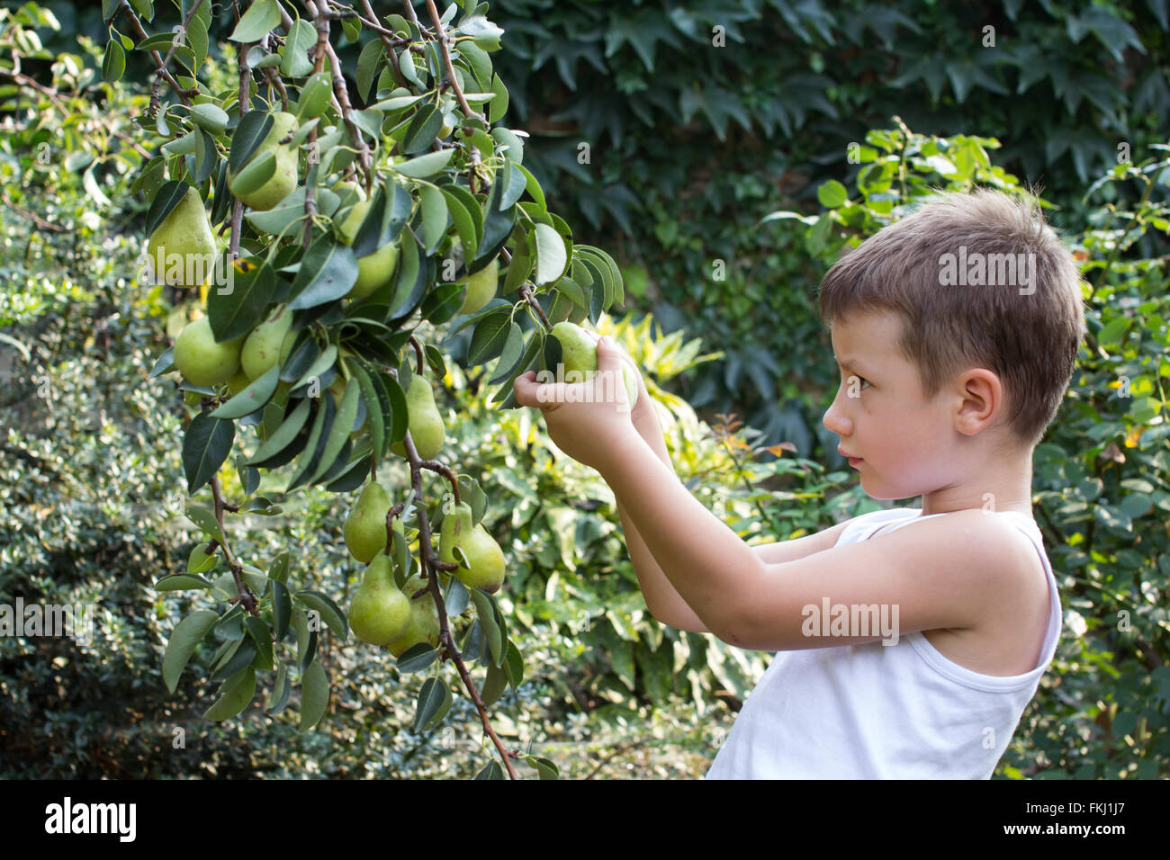 Little caucasian boy grab pear from tree Stock Photo - Alamy