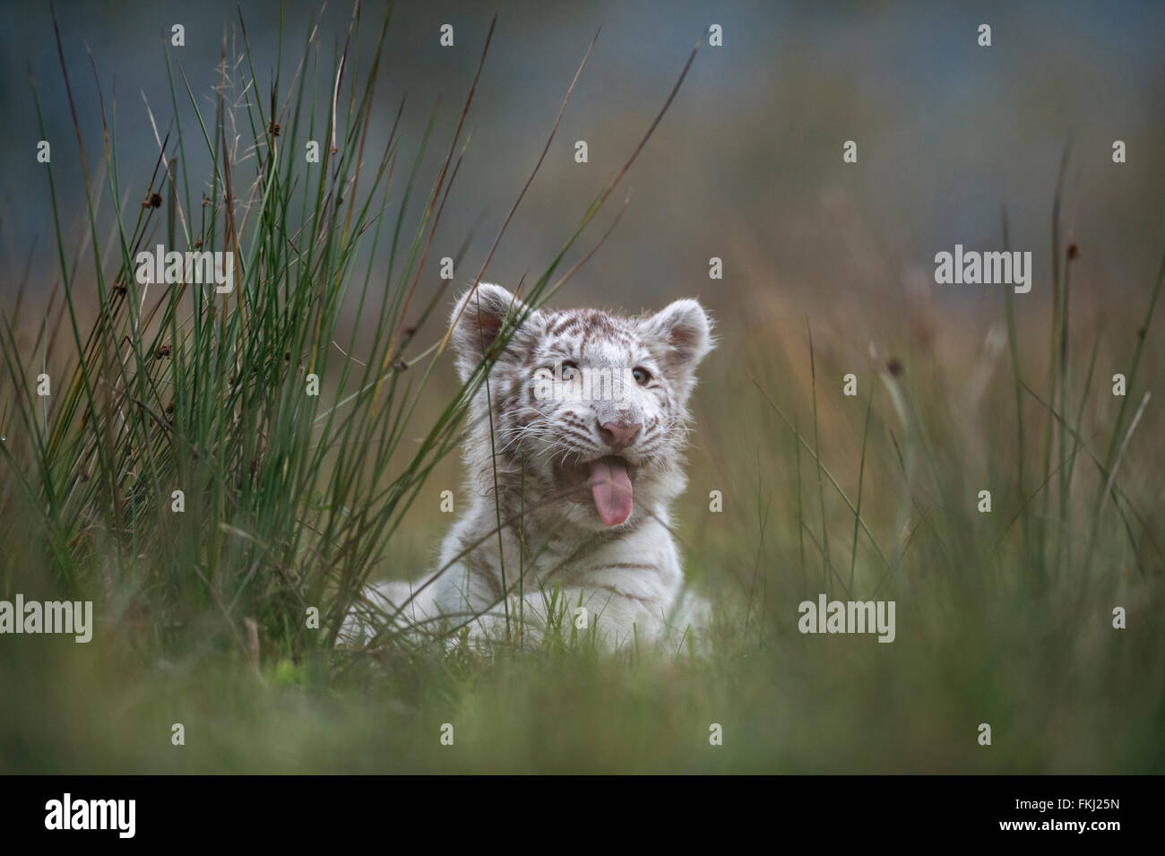 Bengal Tiger / Koenigstiger ( Panthera tigris ), cute white cub, rests ...