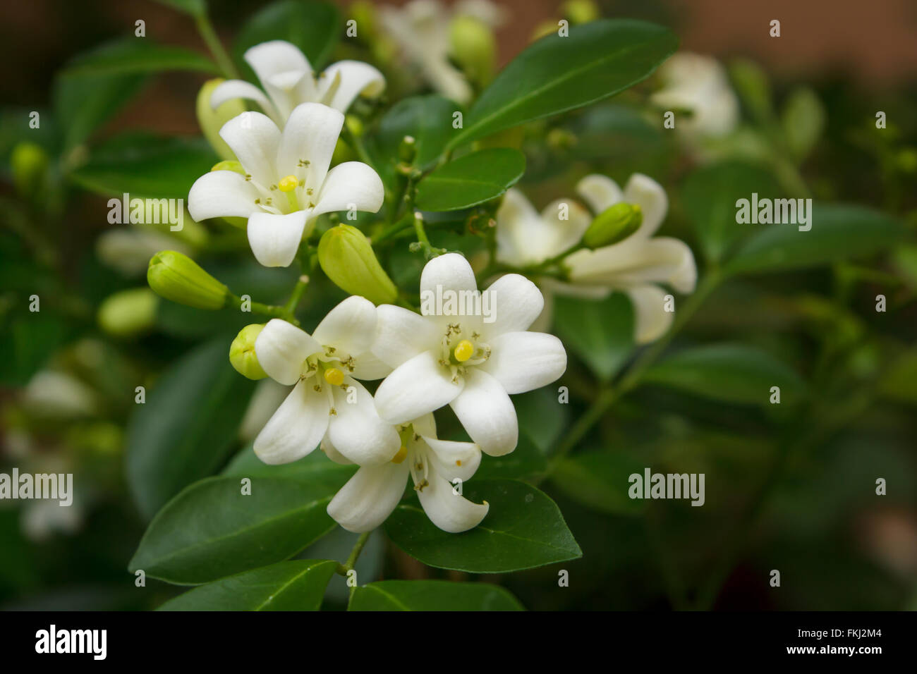 orange jessamine flowers in the garden, thailand Stock Photo - Alamy