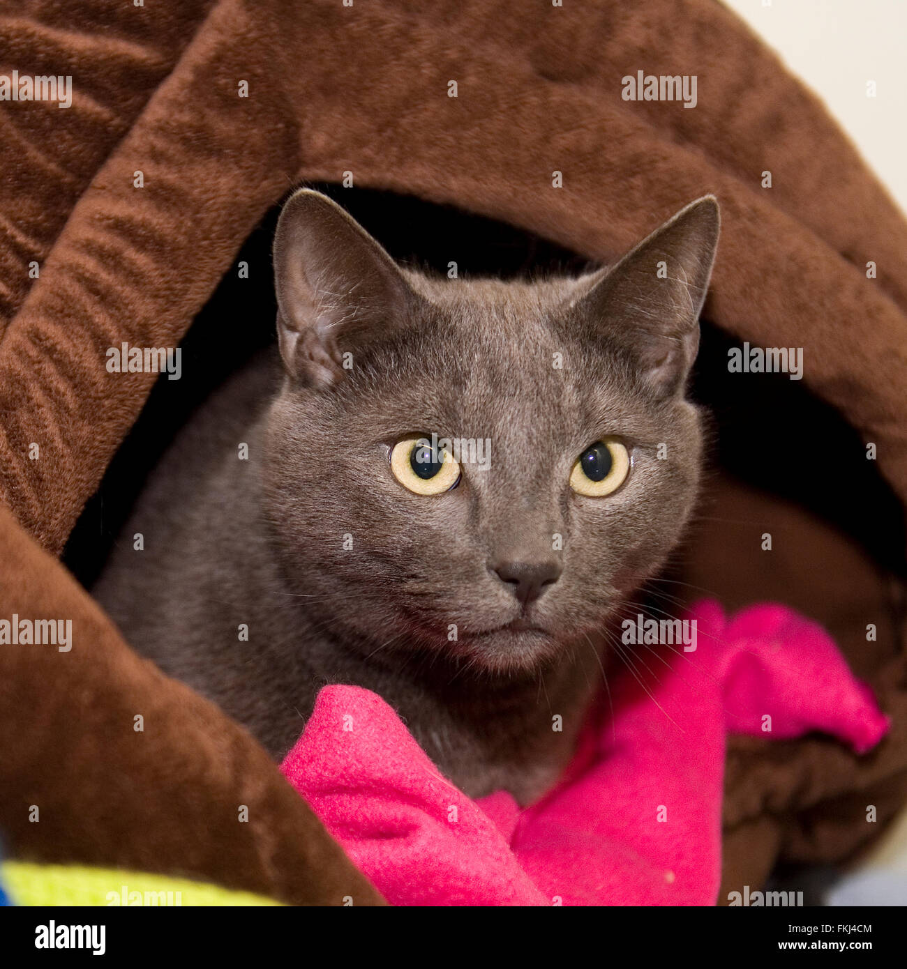 Black cat lying bed hi-res stock photography and images - Alamy