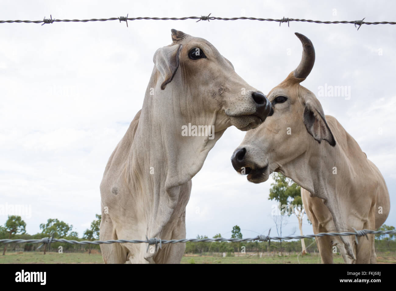 Bullock point hi-res stock photography and images - Alamy