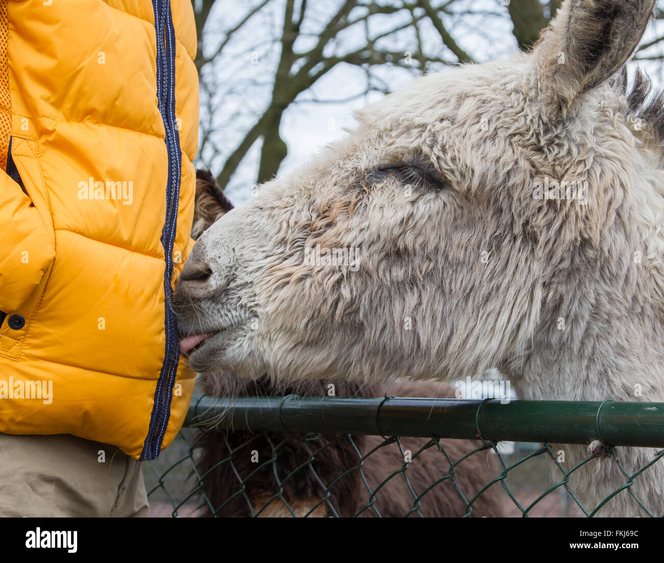 Donkey owner hi-res stock photography and images - Alamy