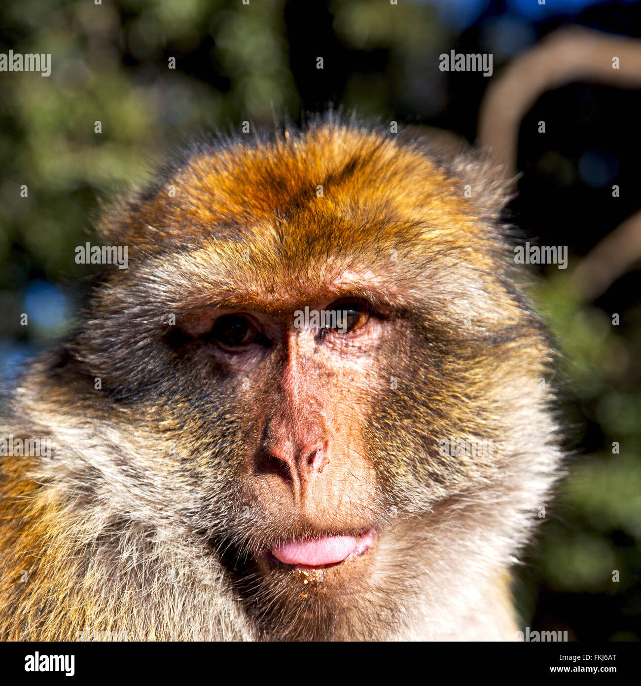 old monkey in africa morocco and natural background fauna close up ...