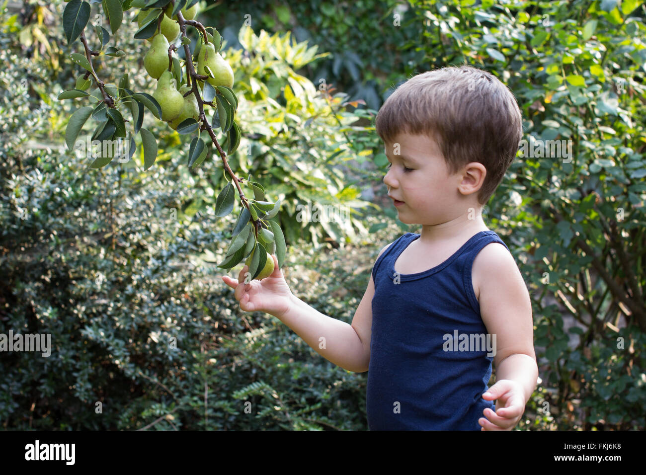 Little caucasian boy grab pear from tree Stock Photo - Alamy
